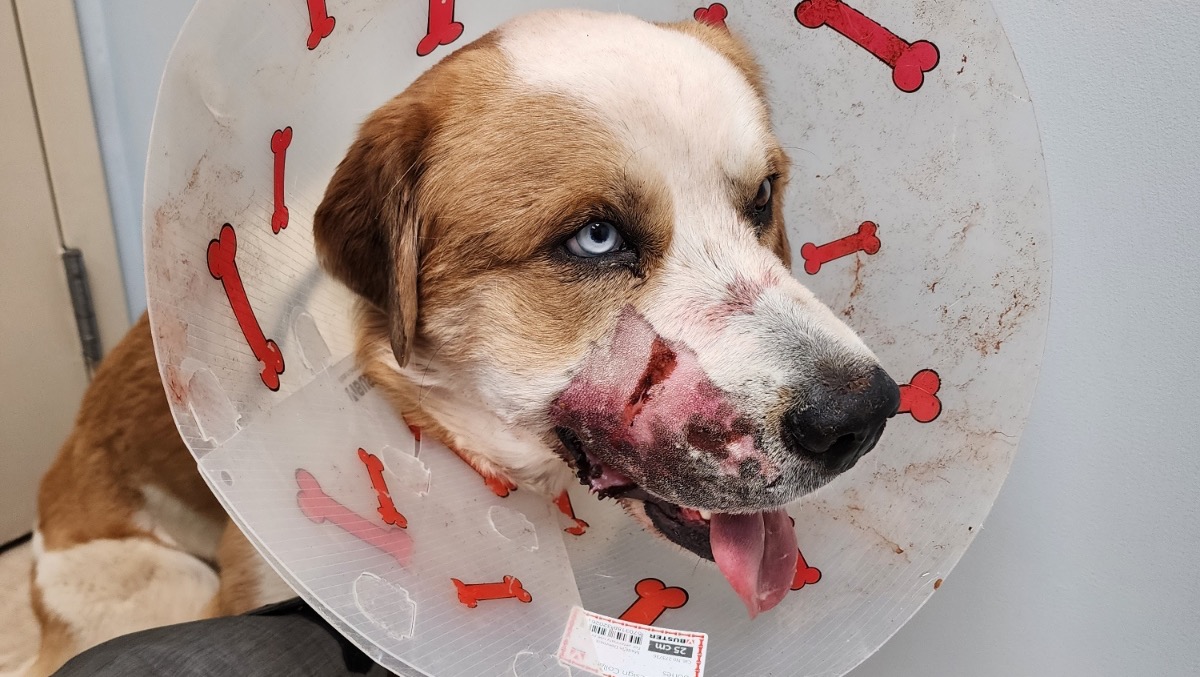 Fundraiser for Justus Dusome by Aubrey Pool : Ducati’s road to recovery