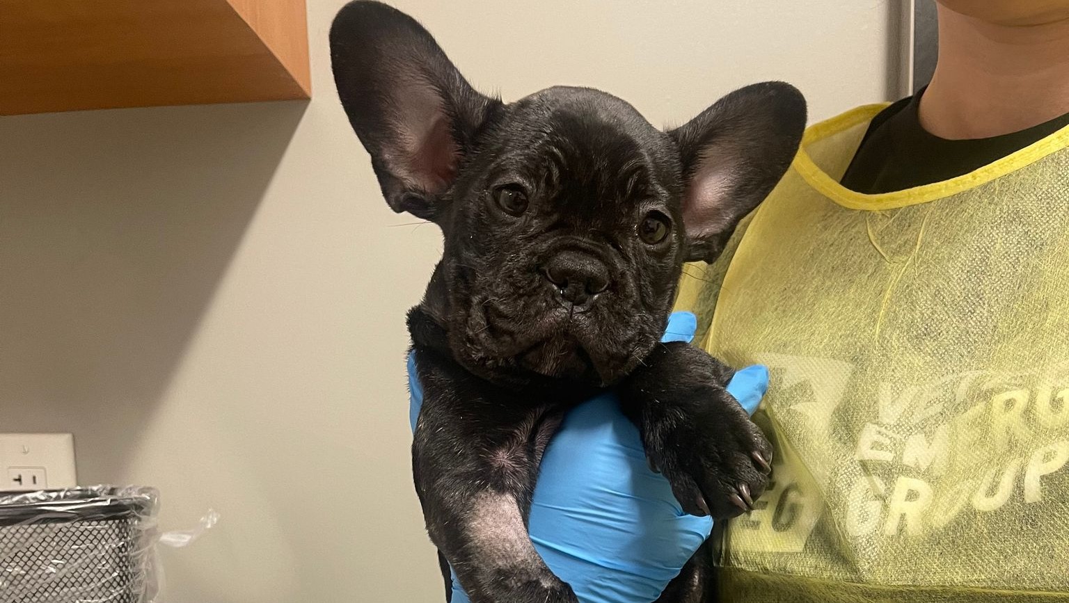 Fundraiser by Mary LoPonte : 2 MONTH OLD FRENCHIE NEEDS YOUR HELP!