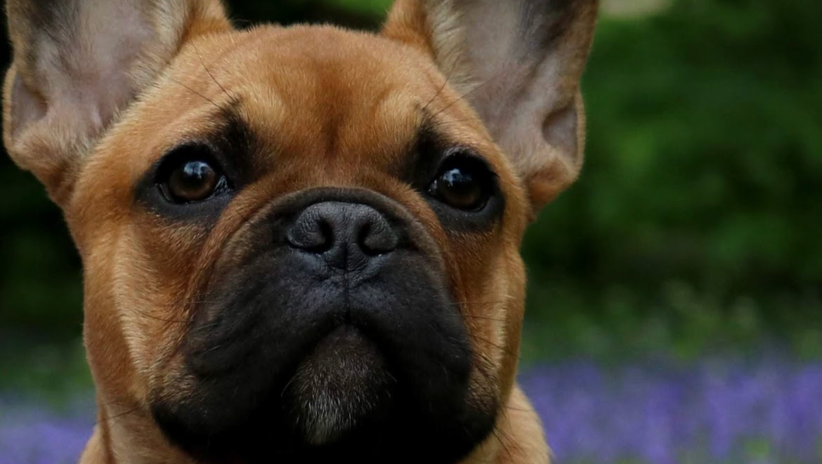 Fundraiser by Daisy Rees : Fund our beautiful boys surgeries.