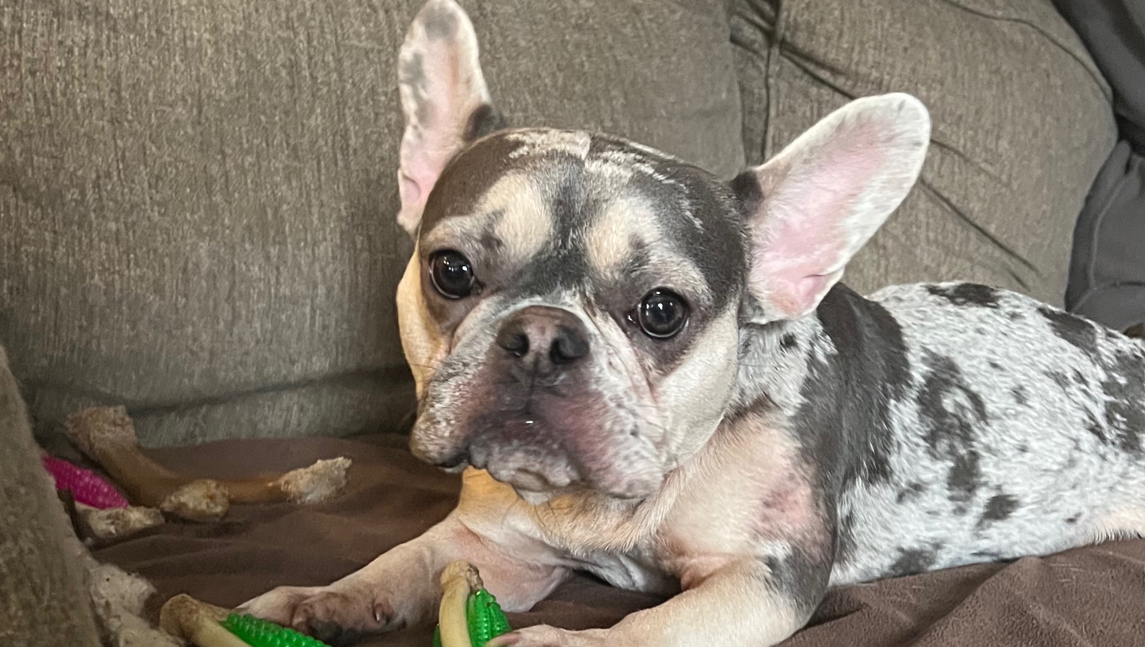 Fundraiser by Rachel Smith : Oreo’s MRI and future treatment