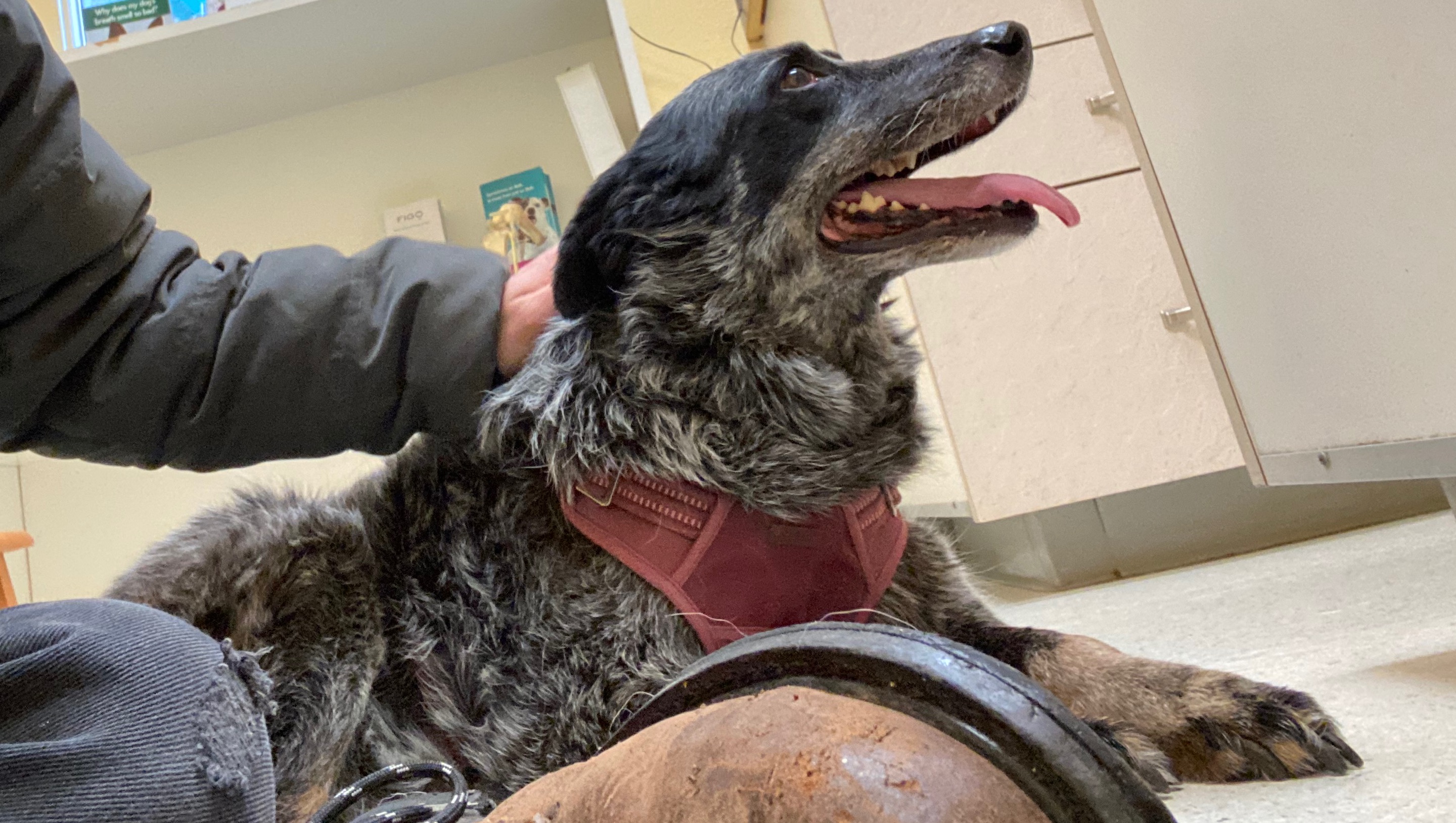 Fundraiser by Christopher Kinslow : This rescue from the country needs ...