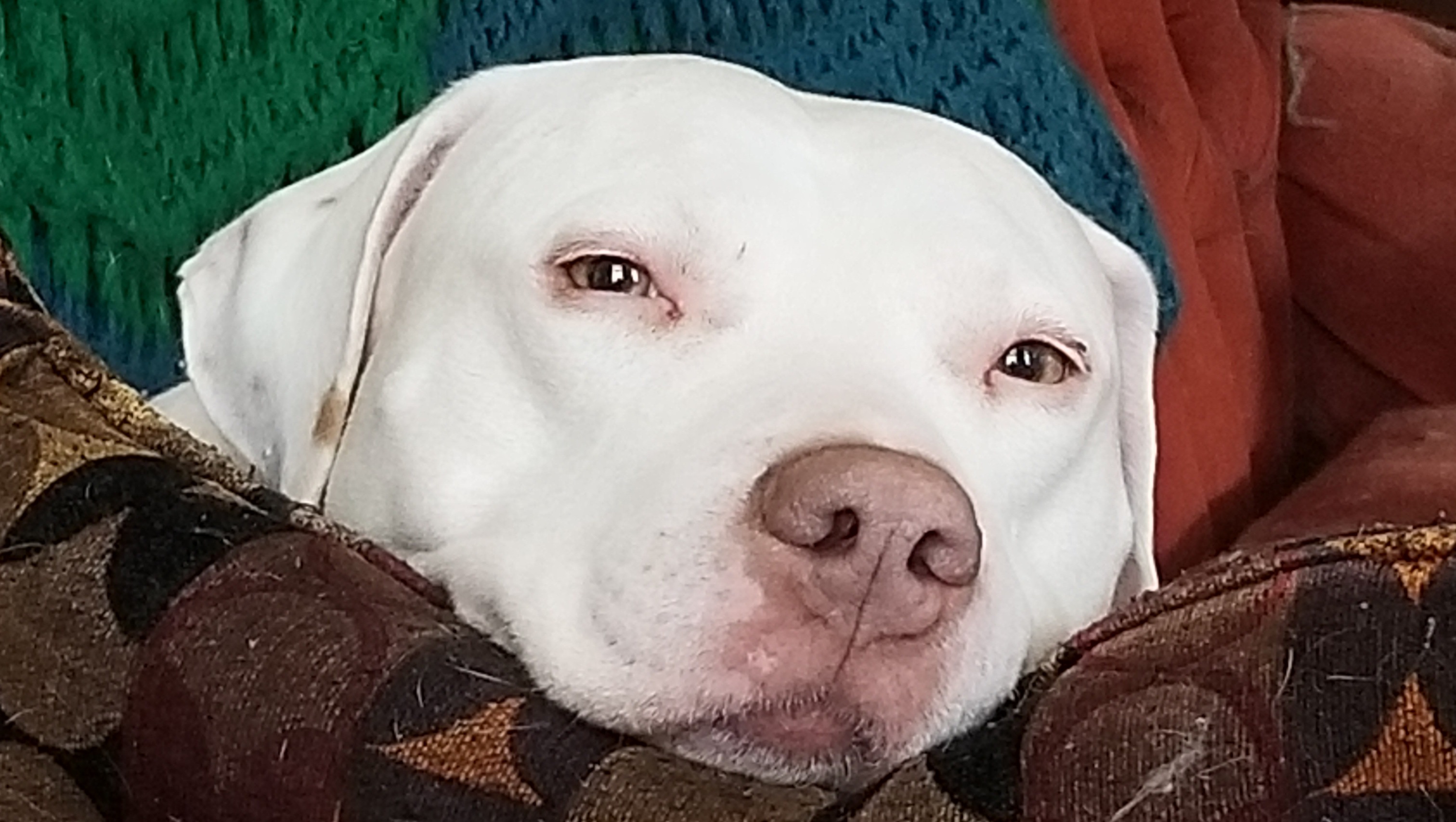 Fundraiser by Shay Newman : Asking help for Radley - the goodest boi ever