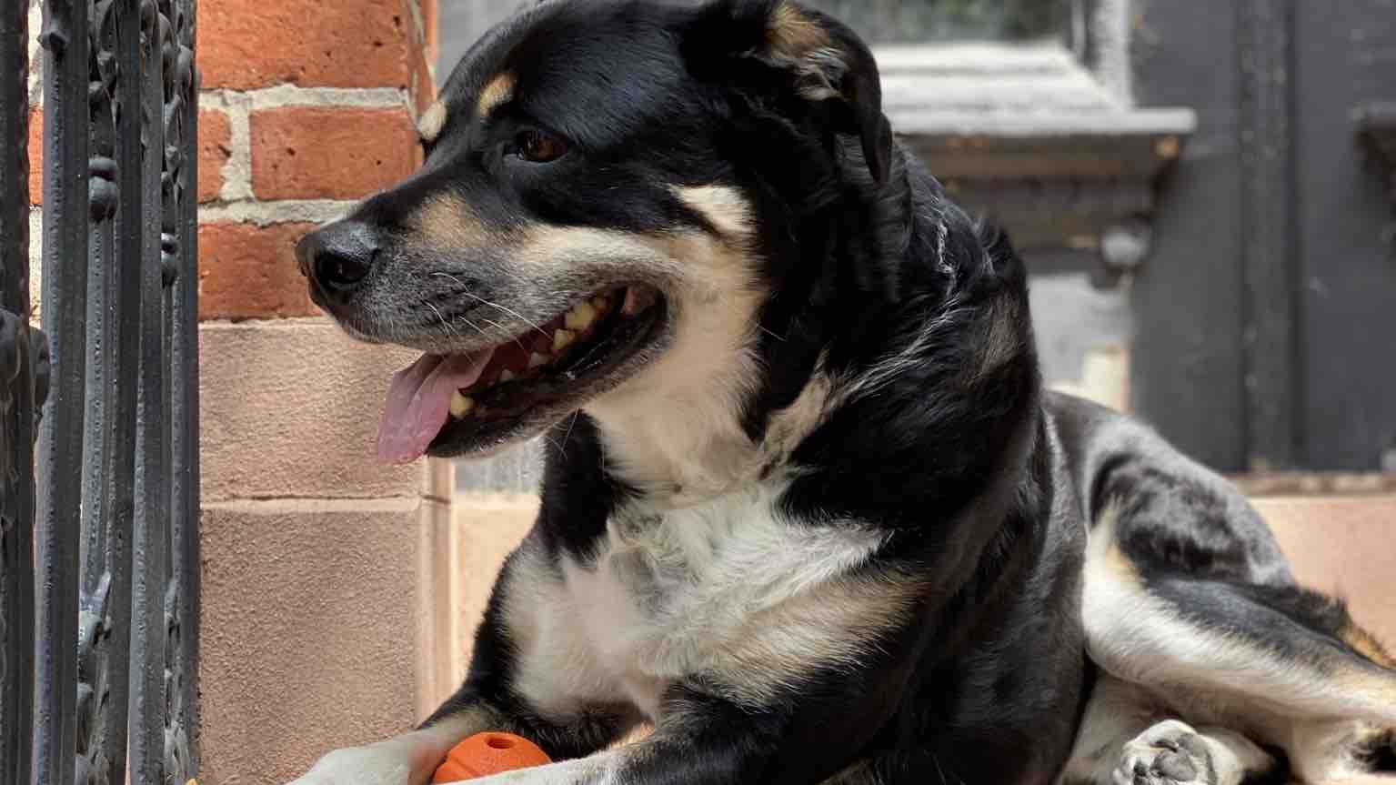 Fundraiser by Steve Kisko : Help Remy walk, run & play ball again!