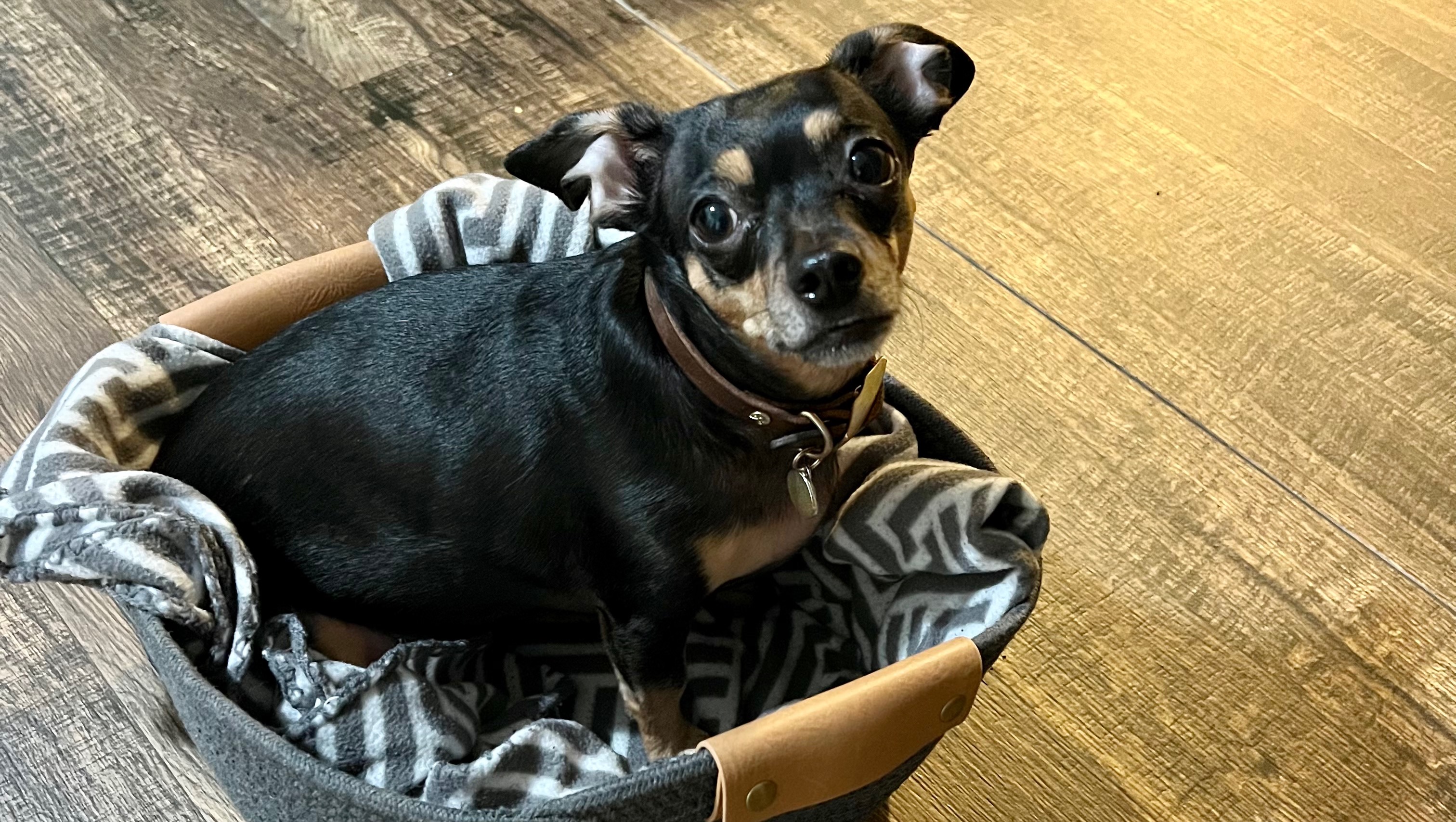 Fundraiser by Alissa Torres : Lady’s 2nd Back Surgery