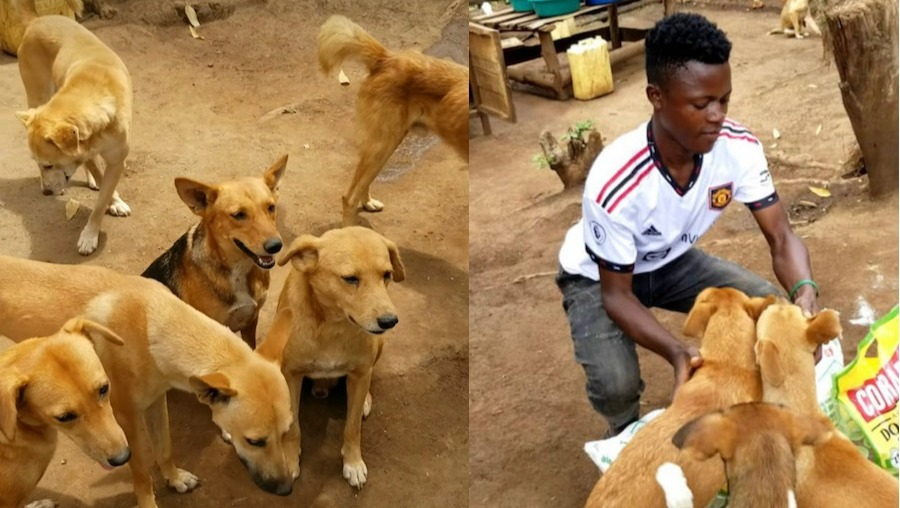 Fundraiser by Emerald Huang : Help Strays at DMK Animal Shelter in Uganda