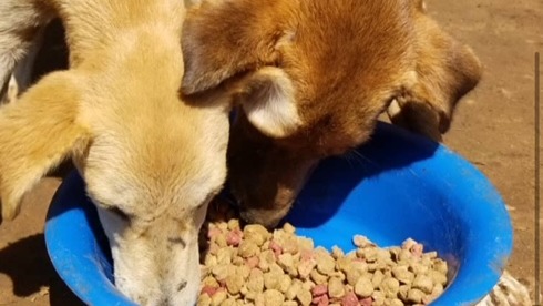 Fundraiser by Emerald Huang : Help Strays at DMK Animal Shelter in Uganda