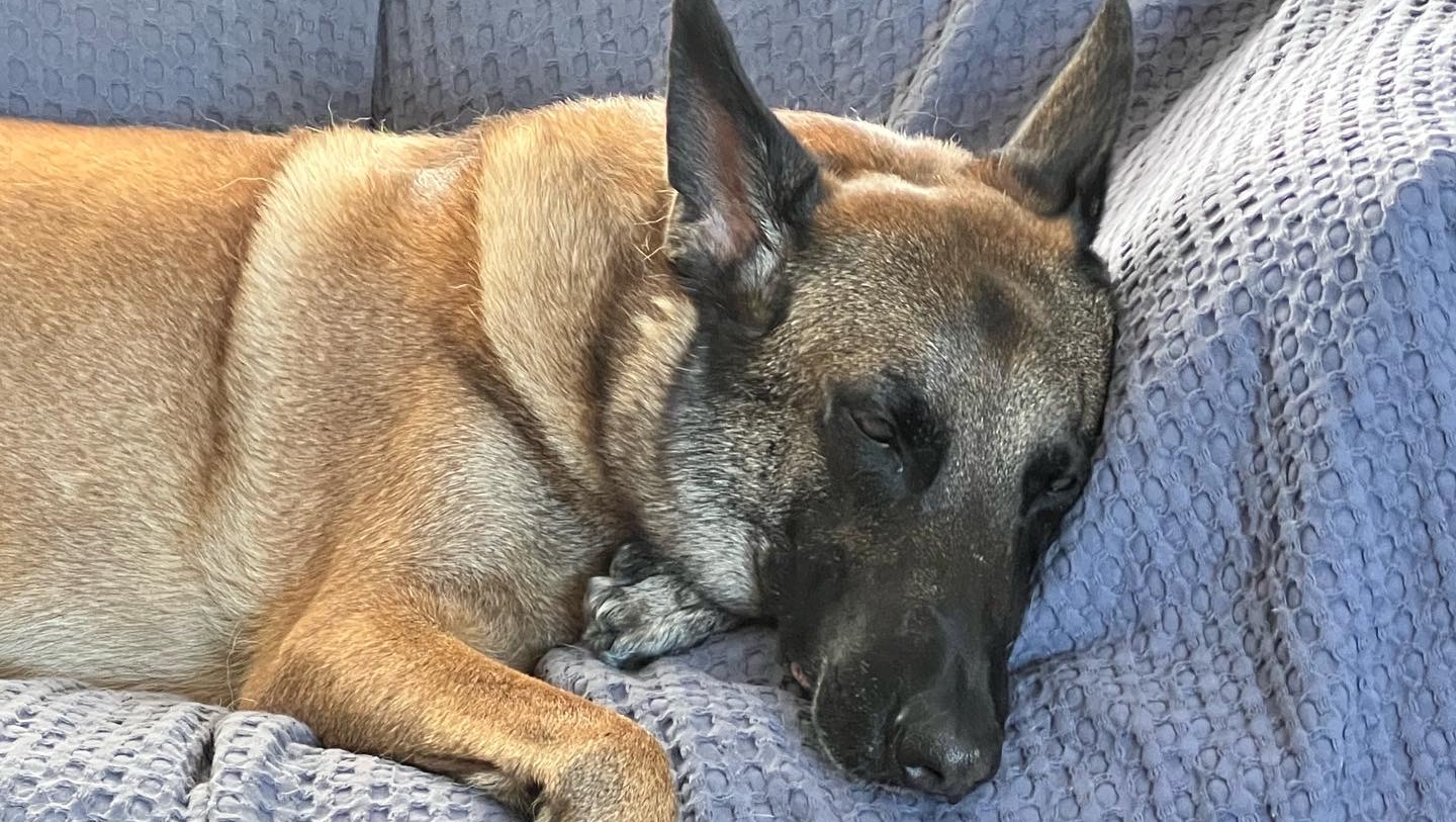 Fundraiser by Char Slaughter : Roscoe’s Medical Bills