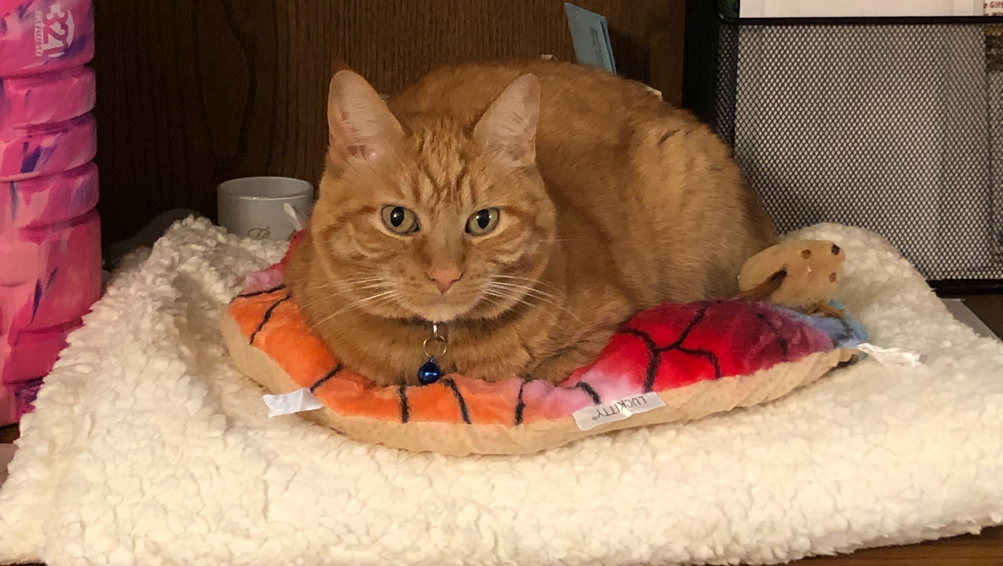 Fundraiser by Ginny Matson : Ginger's Amputation Surgery