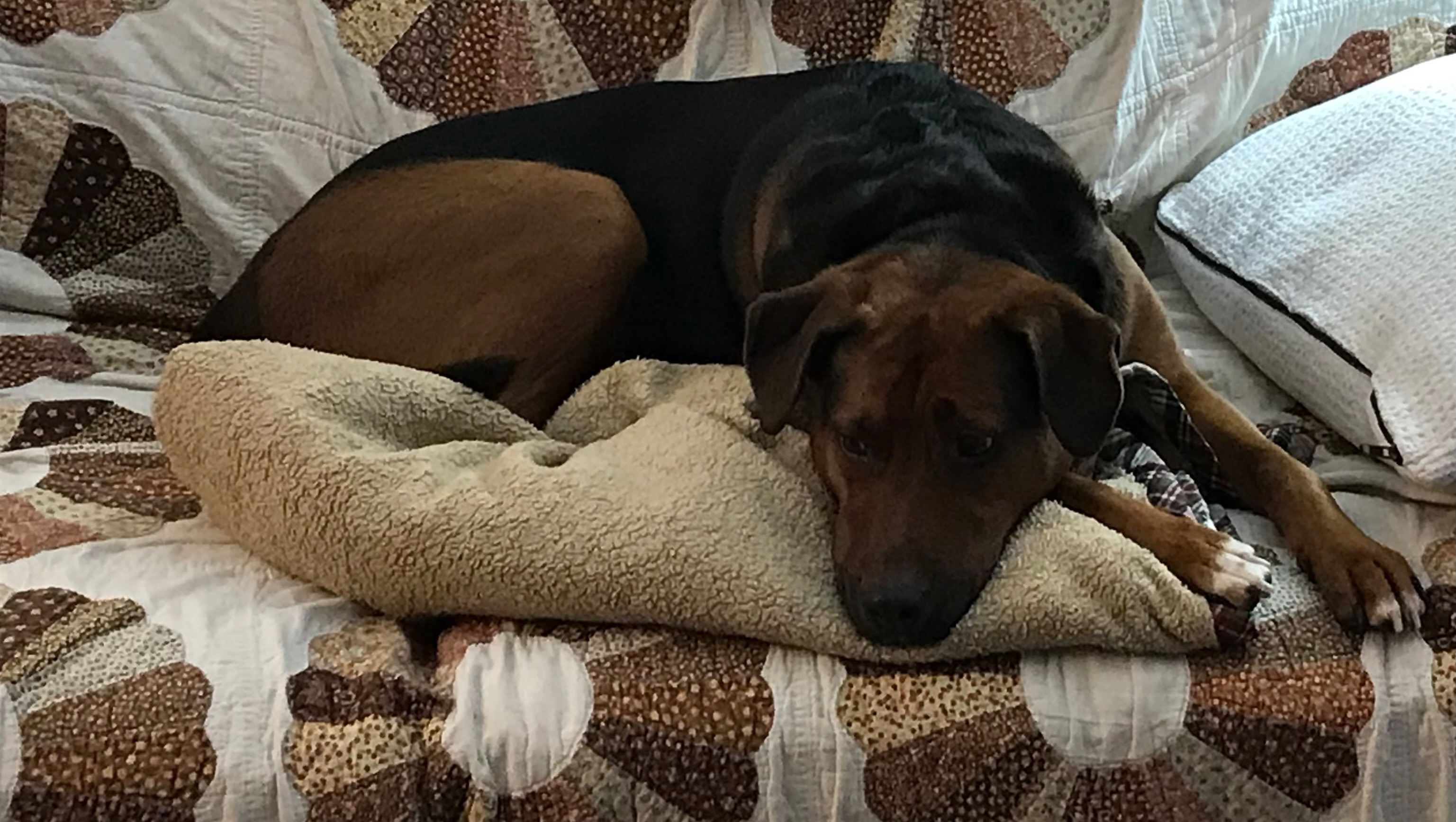Fundraiser for Jeff Klein by Sarah Johnson : Surgery for Ozzie's Dog ...