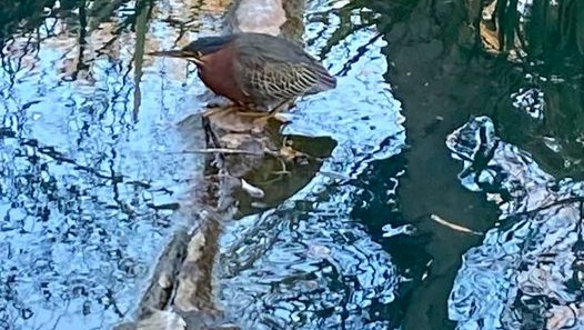 Fundraiser for Clemente Lopez by Angie Okamura : Clemente Lopez ...