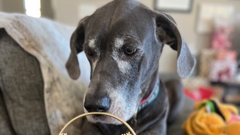 Fundraiser by Elissa Edwards : Help Fund Ruth's Surgery