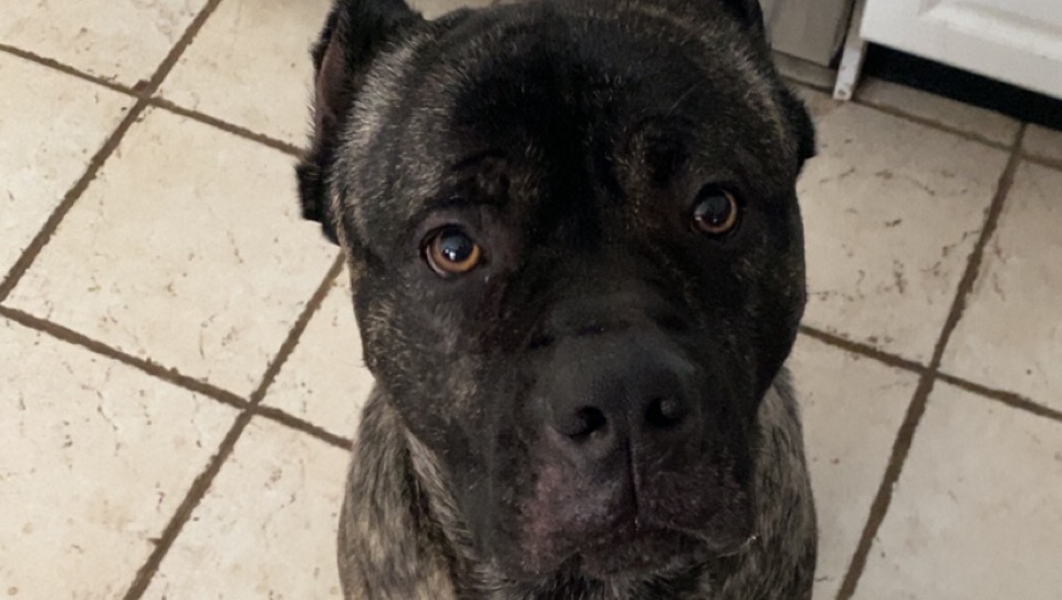 Fundraiser by Kyle Pauley : Butch is sick and in the Animal Hospital