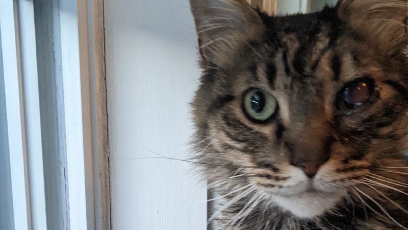 Fundraiser by Rowan Haaland : Need $$$ for Pirate Surgery