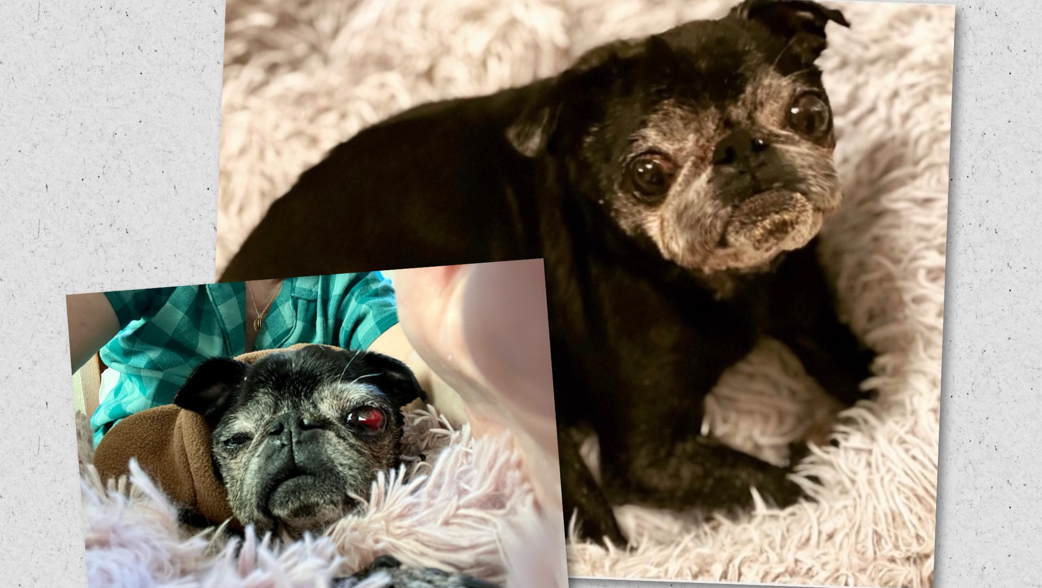 Fundraiser for michelle grady by Cecile Gutierrez : Rome's enucleation ...