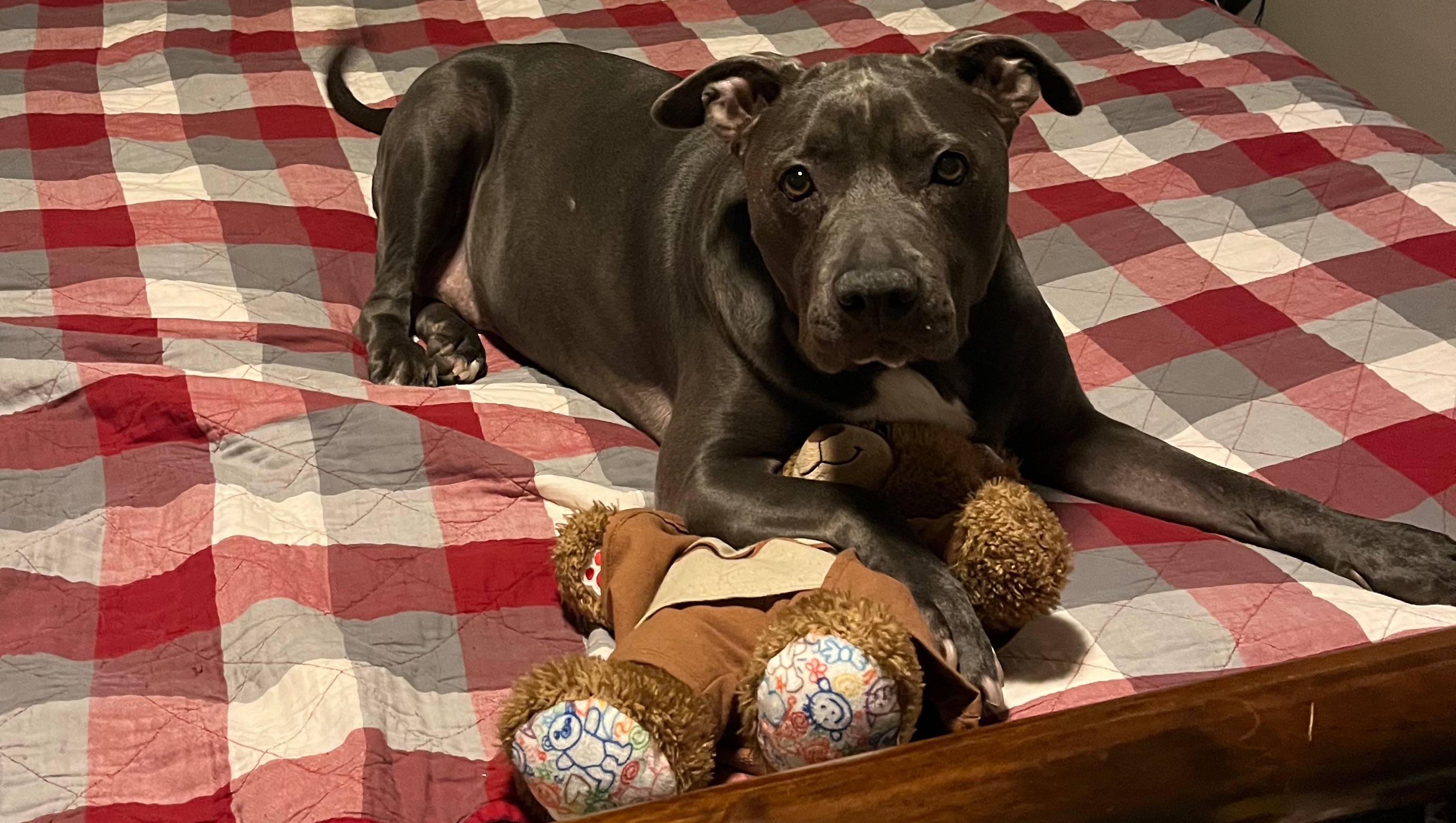 Fundraiser by Liz Chiero : Diamond the dog needs emergency surgery!