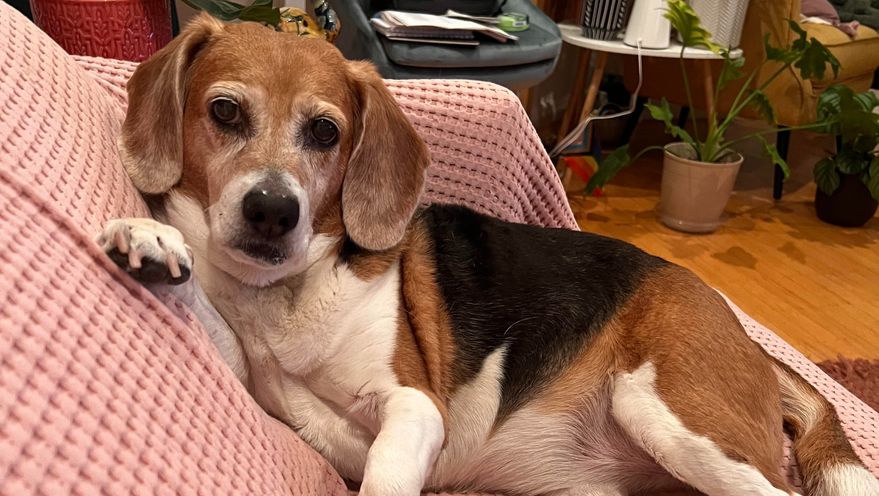 Fundraiser for Bridget Kuhn by Colleen Kuhn : Help Nala get the surgery ...