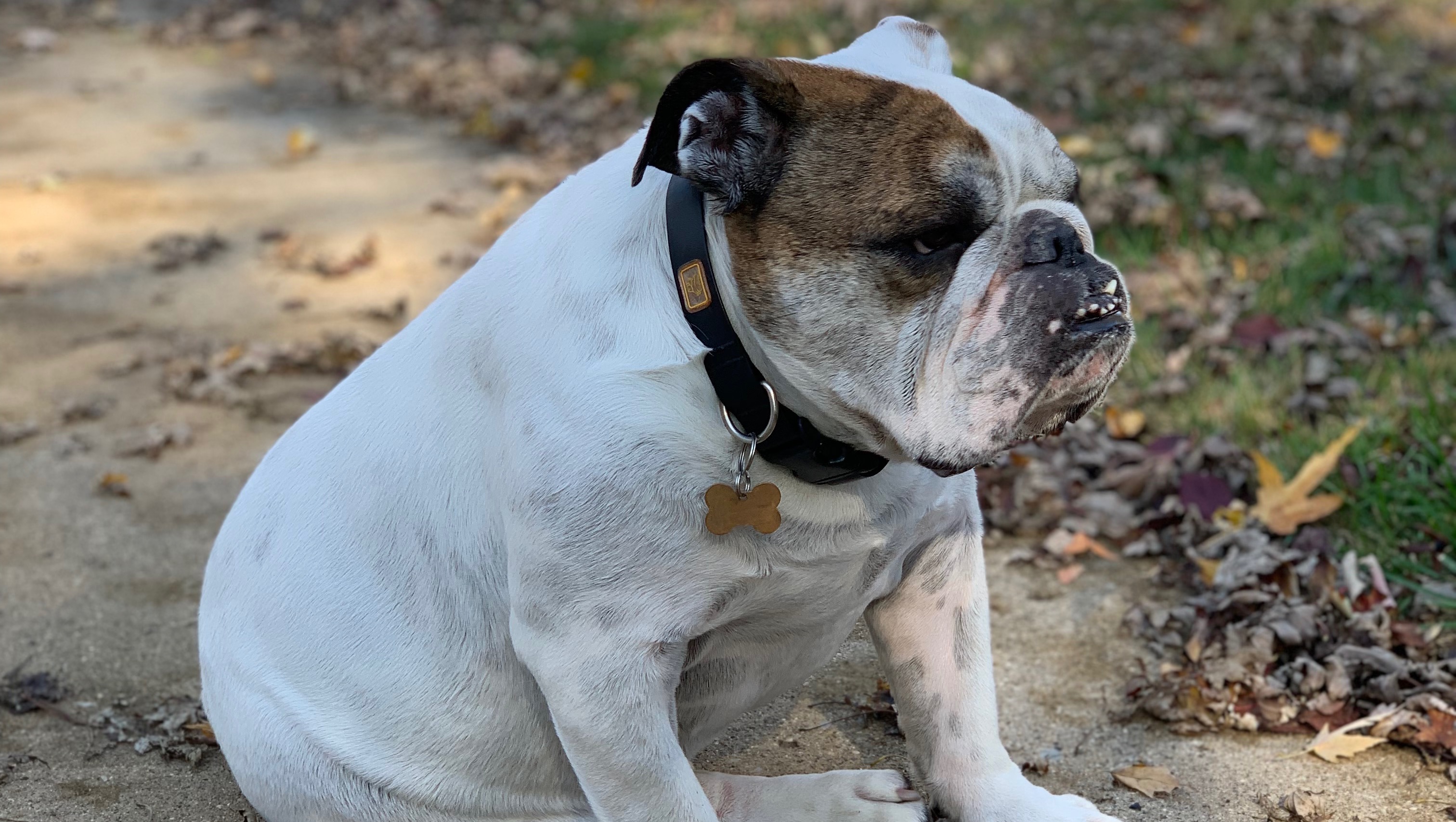 Fundraiser by Richard Meyers : Buckaroos 4 Our Brucie Boy