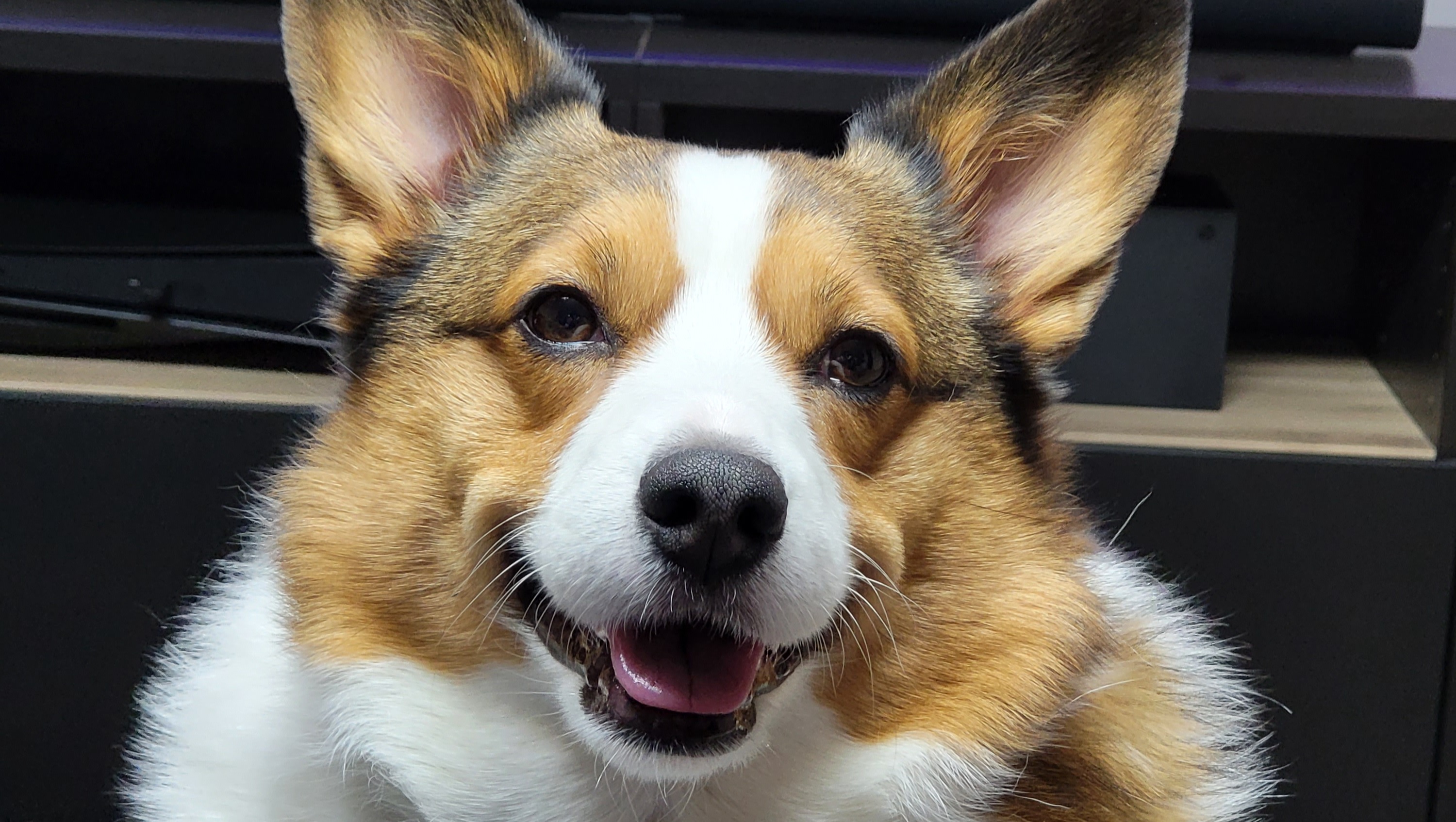 Fundraiser by Alex Thurby : Help with Dexter's Cancer Treatment