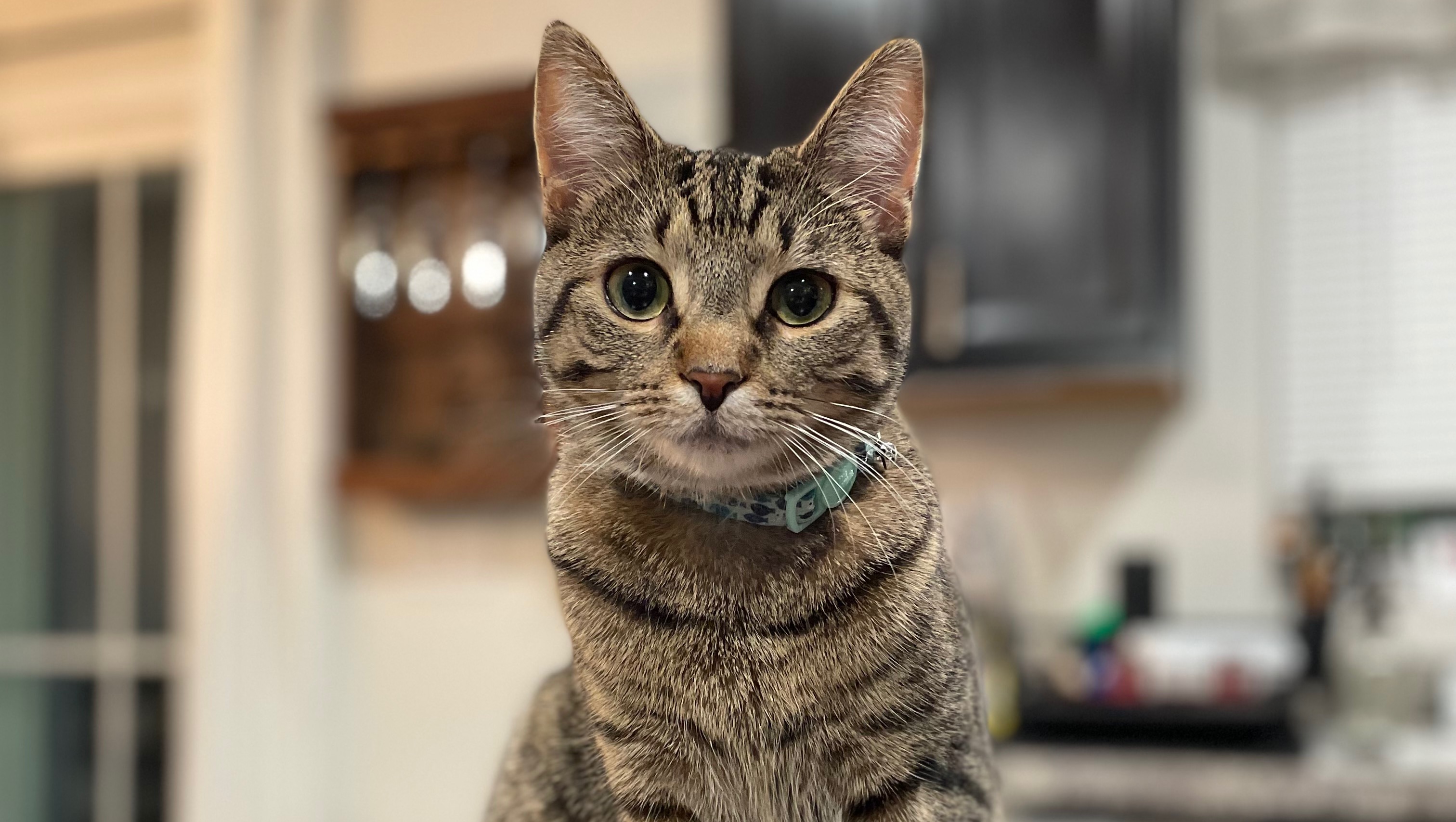 Fundraiser by John Chilla : Please help Amy