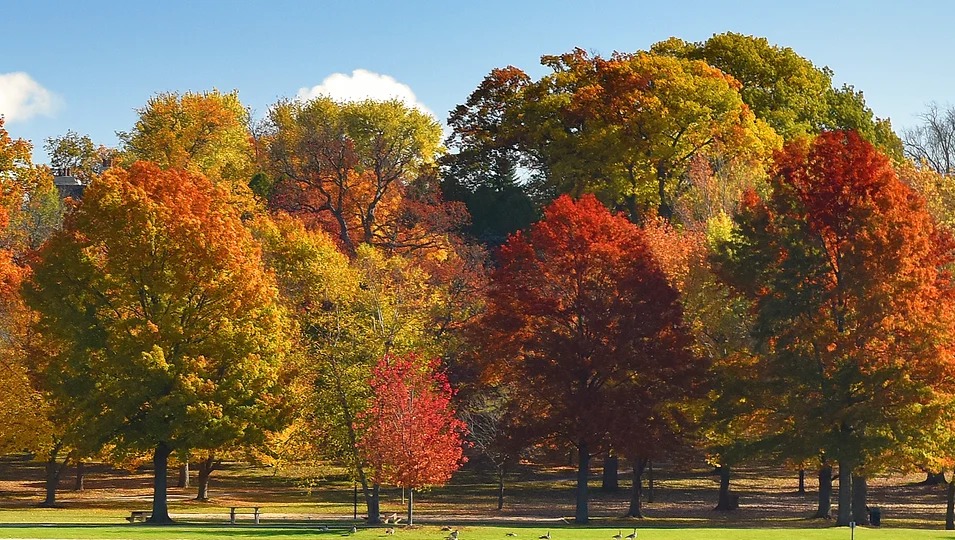 Fundraiser for Laura Newmeyer by Annie Czerwinski : St. Charles Park ...