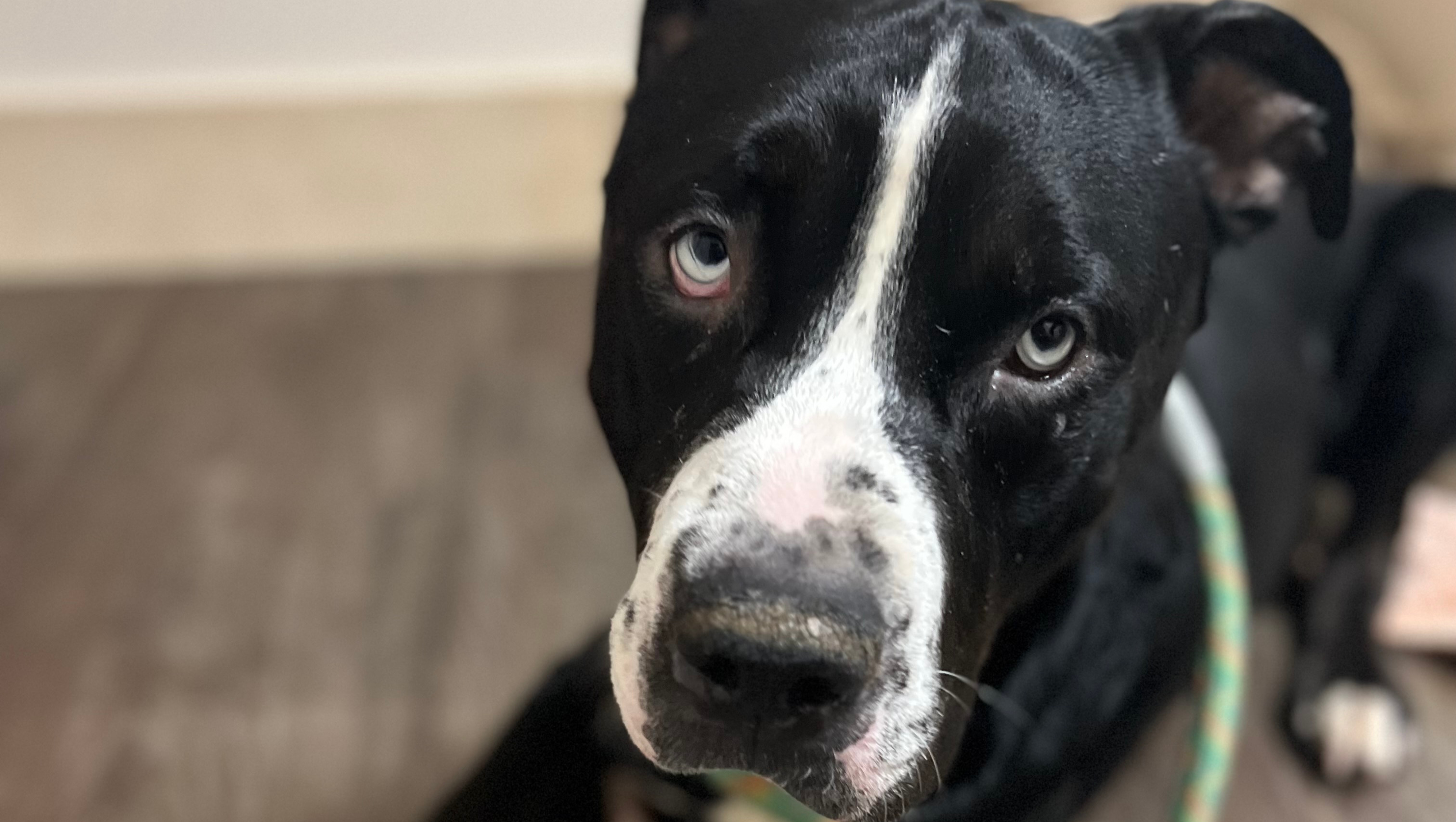 Fundraiser by Jessica Beem : ROMEO NEEDS YOUR HELP