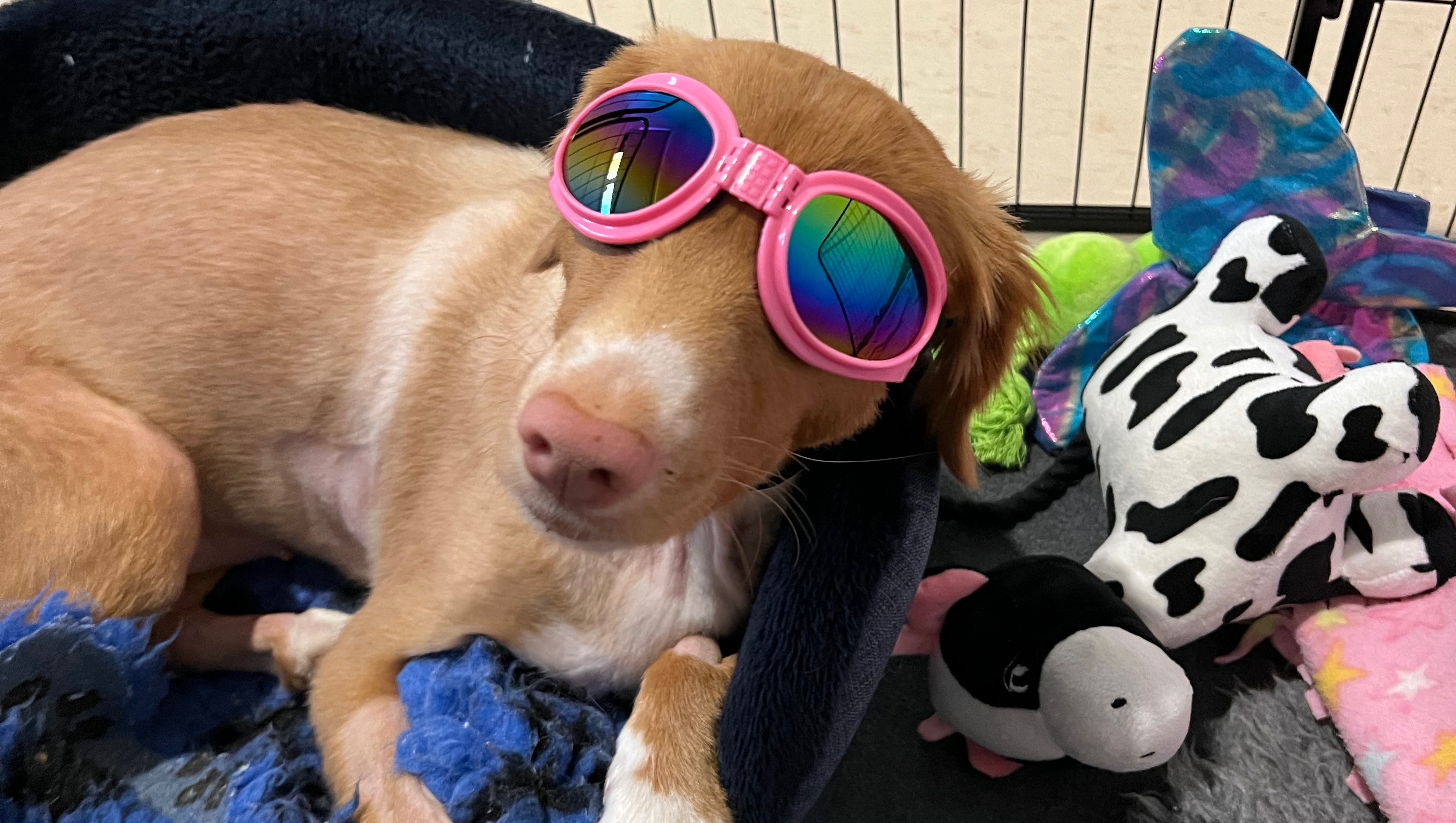 Fundraiser for Sandra Goldsmith by Dana Lyons : Help Sandra and Willow ...