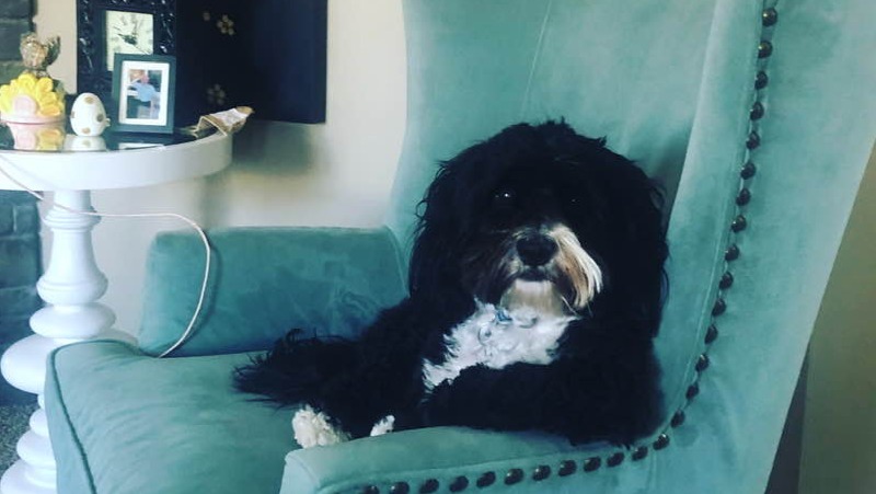 Fundraiser for Lisa Wickwire by Andrea Engen : Help Walter Walk Again