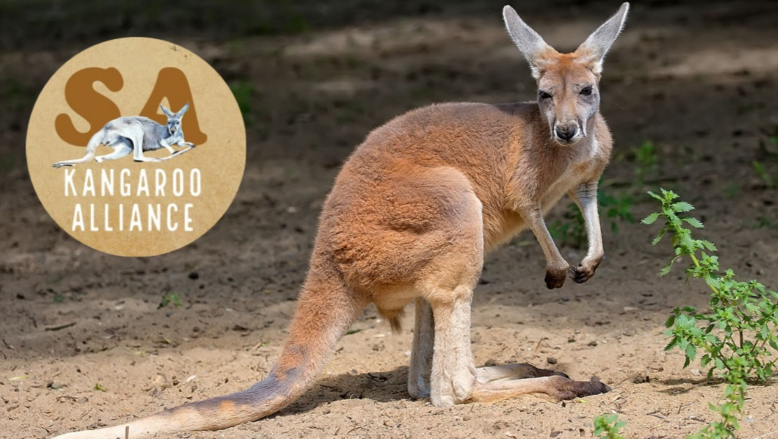 Fundraiser by Robyn Opie Parnell : SA Kangaroo Alliance Needs Your Help