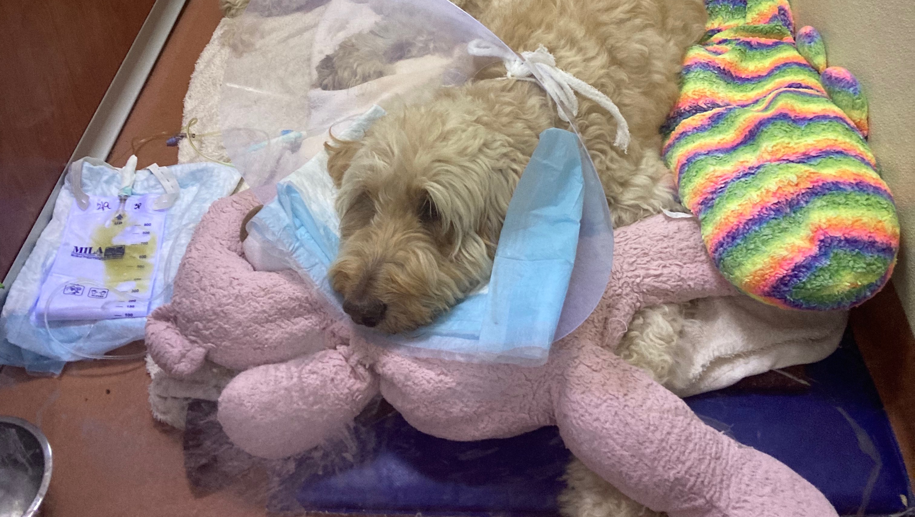 Fundraiser for Francisco Rios by Jeyleen Joaquin : With Jakes leg ...