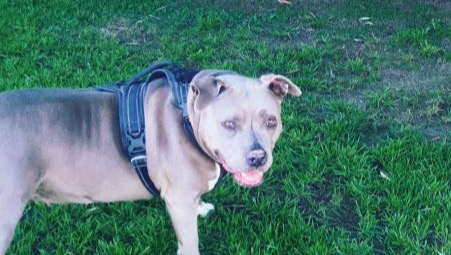 Fundraiser by Nadene McIntyre : Nevaeh's Surgery Fundraiser
