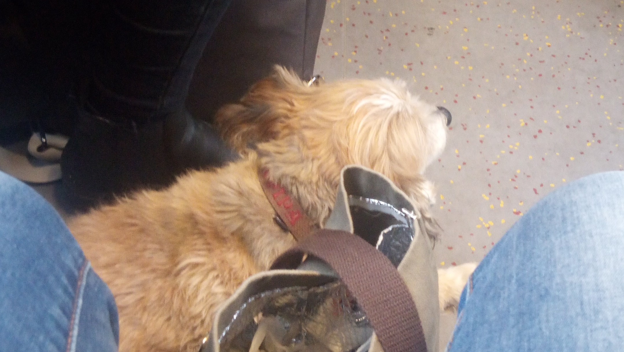 Fundraiser by Laura Handke : Ein neuer Assistenzhund