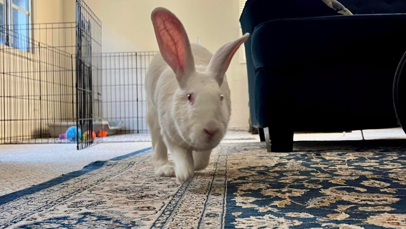 Fundraiser by Cat Logsdon : BURLESQUE BILLIE ROSE EMERGENCY VET BILL