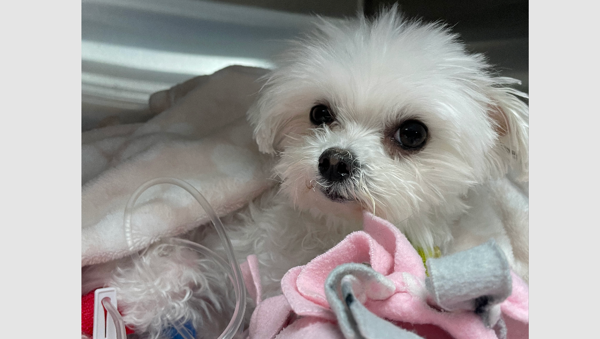 Fundraiser for Lara Horner by Mackenzie Lambert : Daisy’s Surgery