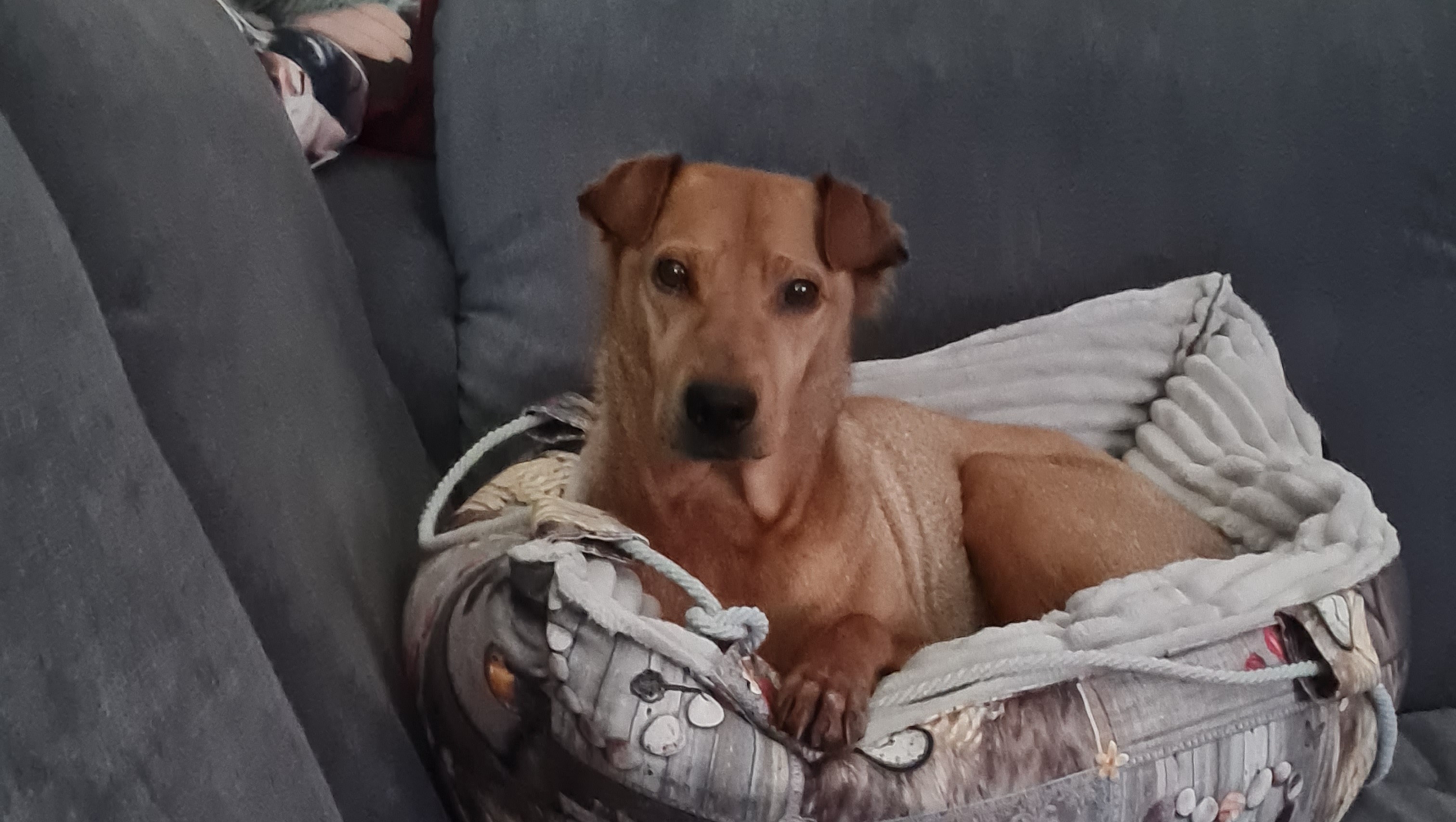 Fundraiser by Daniela Teschner : Hilfe für Manni