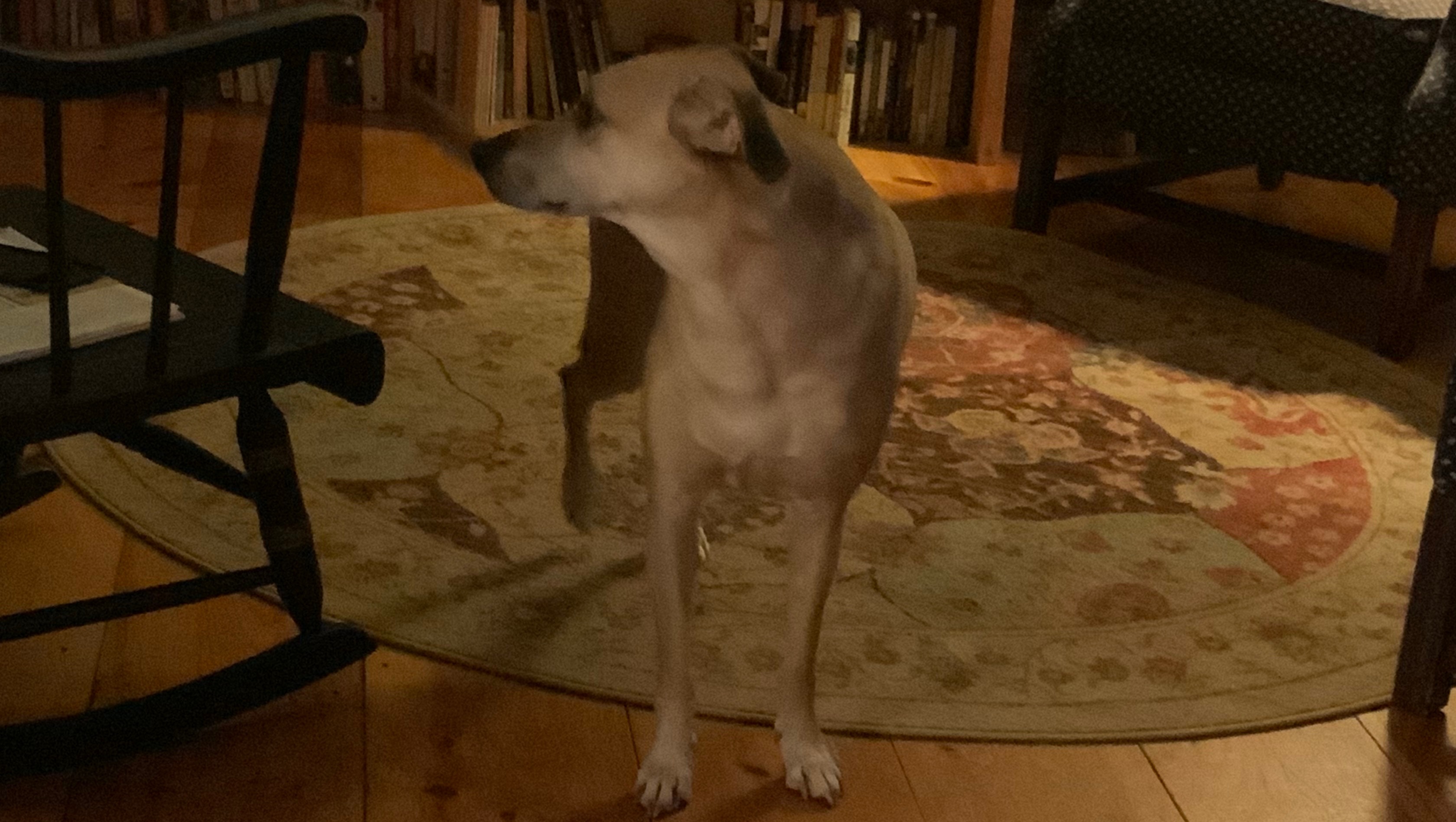 Fundraiser by Jeff Ouellette Senechal : Emmy needs surgery.