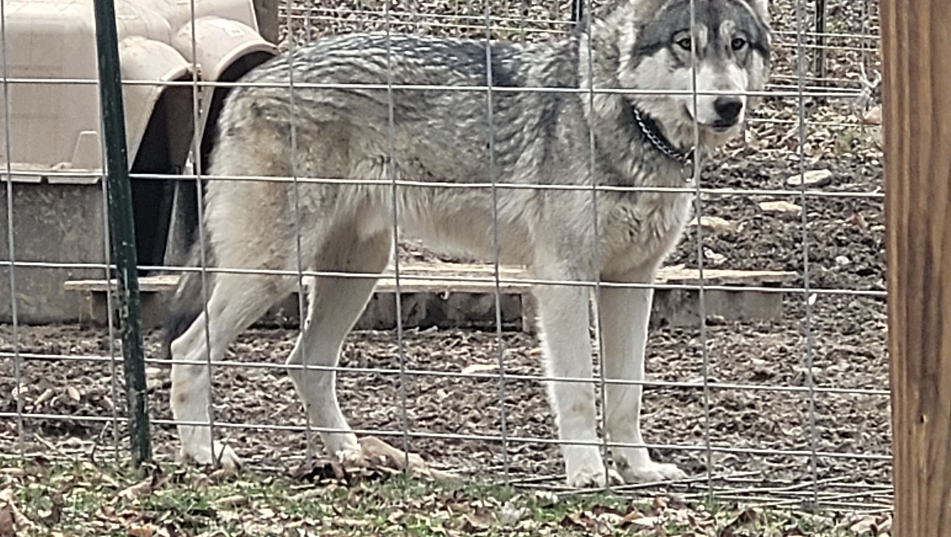 Fundraiser by Tammy Yoder : Raising money for vet bills, enclosures ...