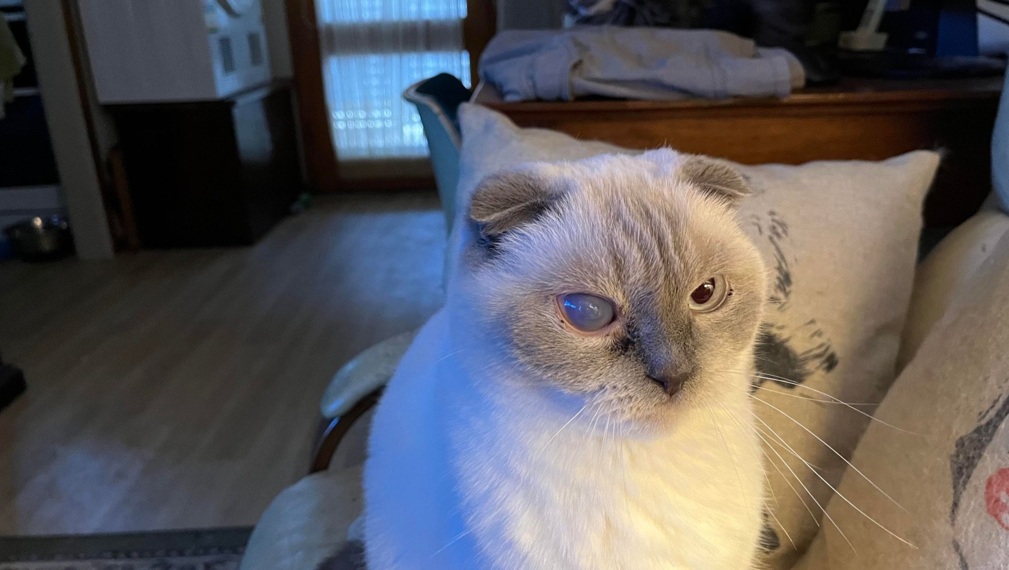 Fundraiser by Warren Kendrick : Elvis needs medical help!