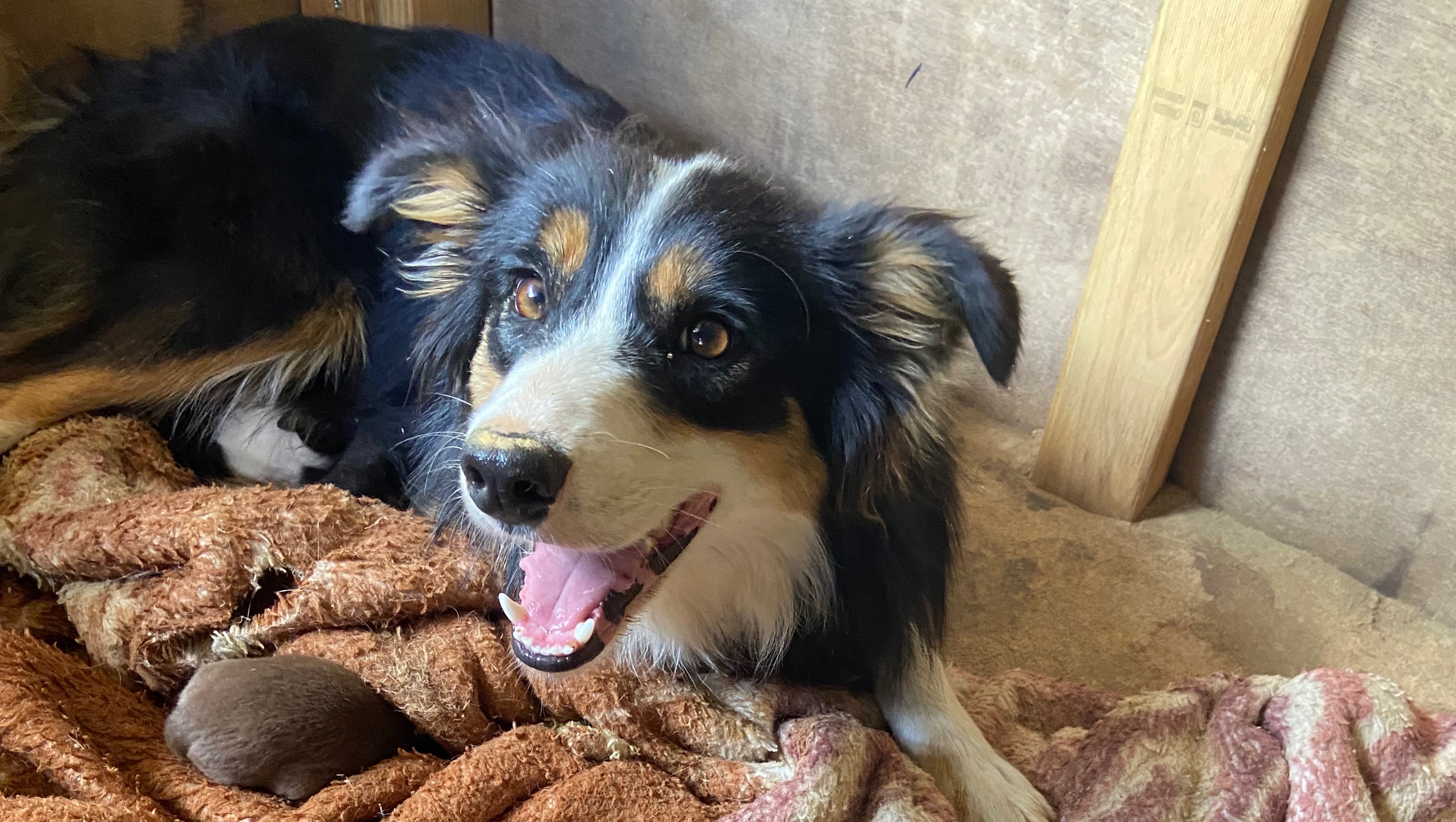 Fundraiser for Dayna Ginn by Chelsea Sweeney : Luna girl’s surgery