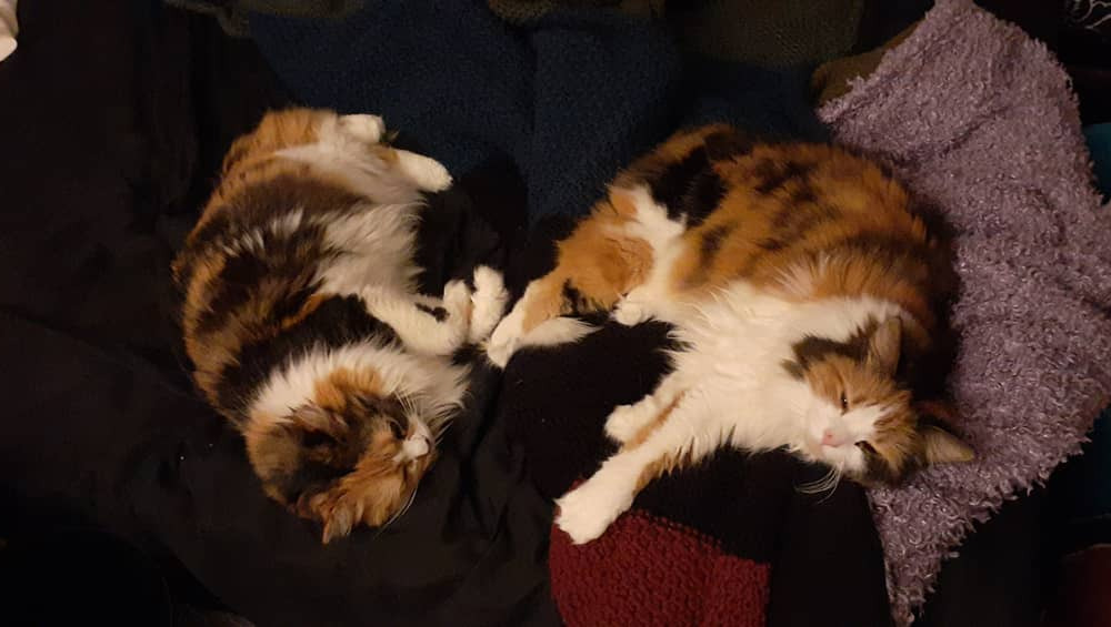 Fundraiser for Reese Tor by Elle Harrison : Keep a trans man & two cats ...