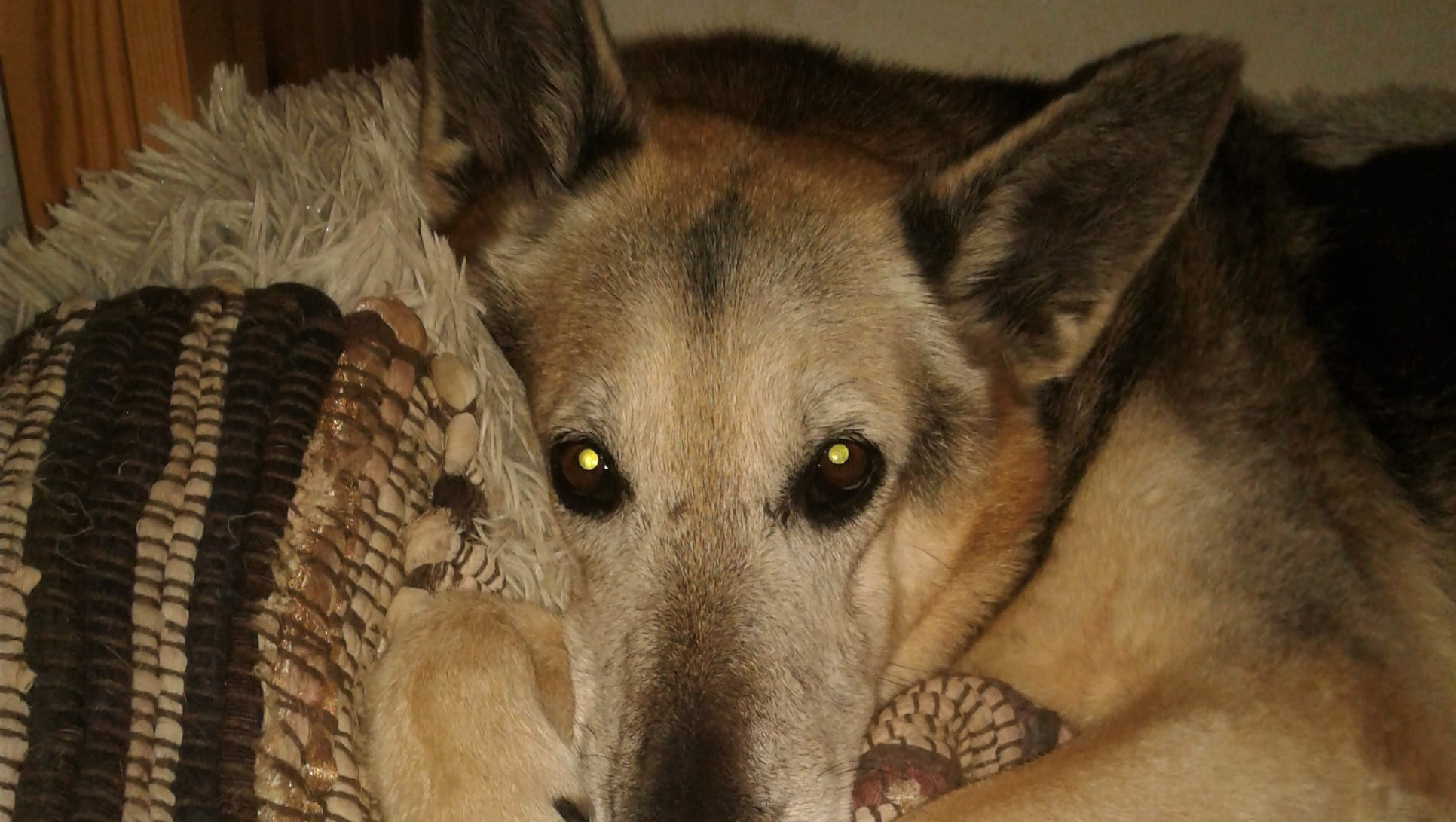 Fundraiser by Sozui Stefanie Schubert : Help our rescue dog Zenda live ...