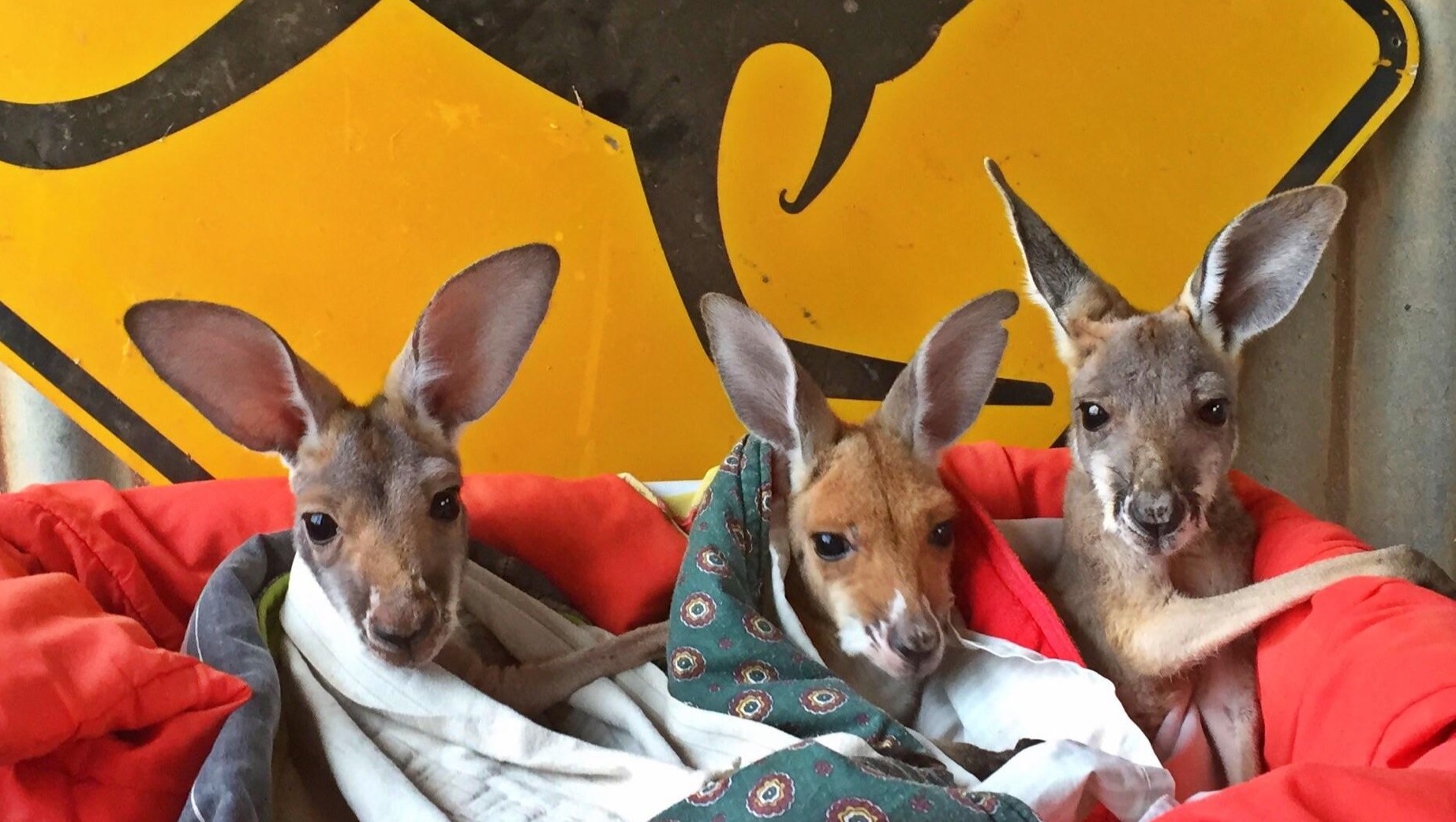 Fundraiser by Tahnee Passmore-Barns : Power for our orphaned baby kangaroos
