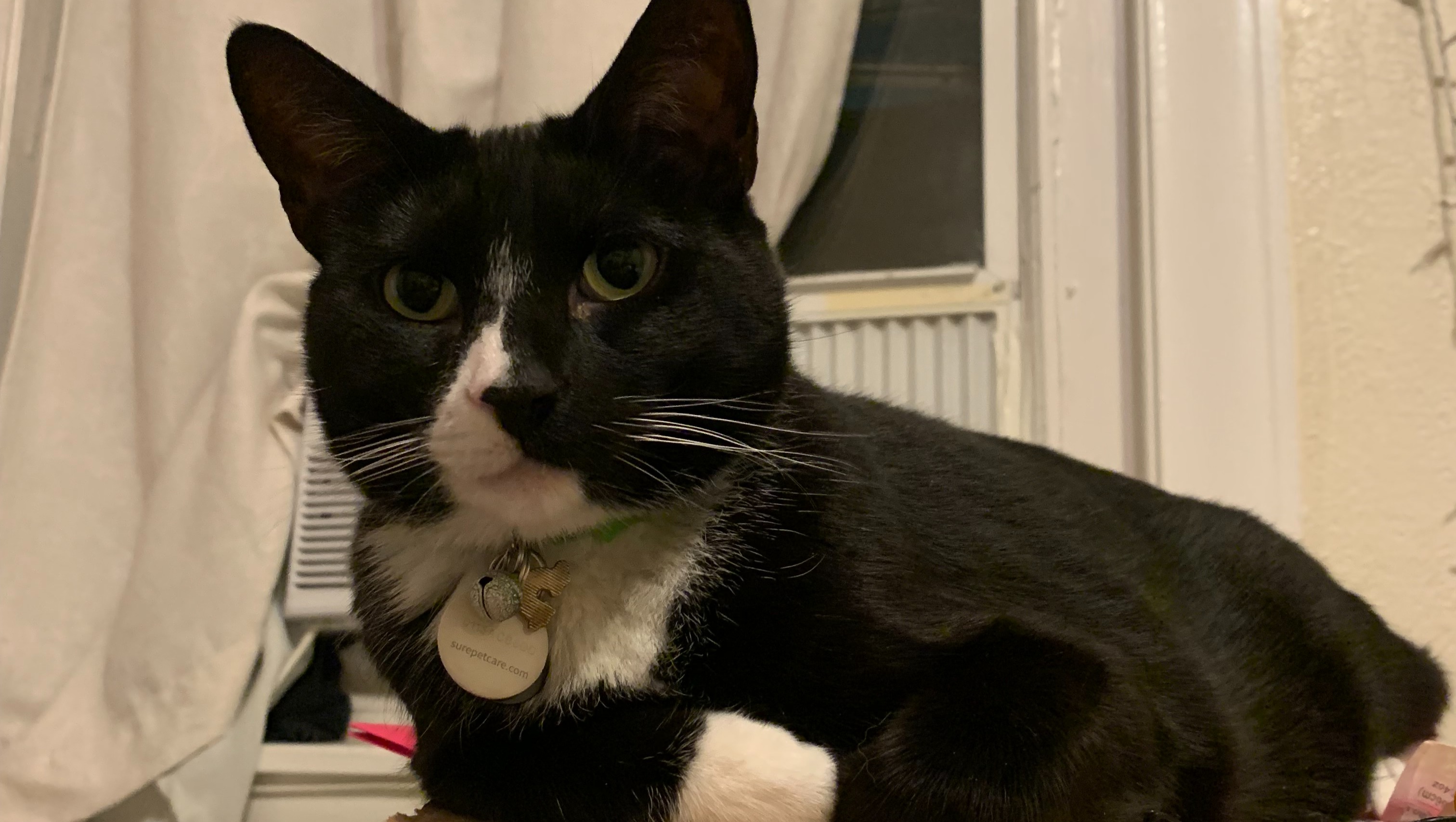 Fundraiser by Madelyn MacDonald : Max the tuxedo cat