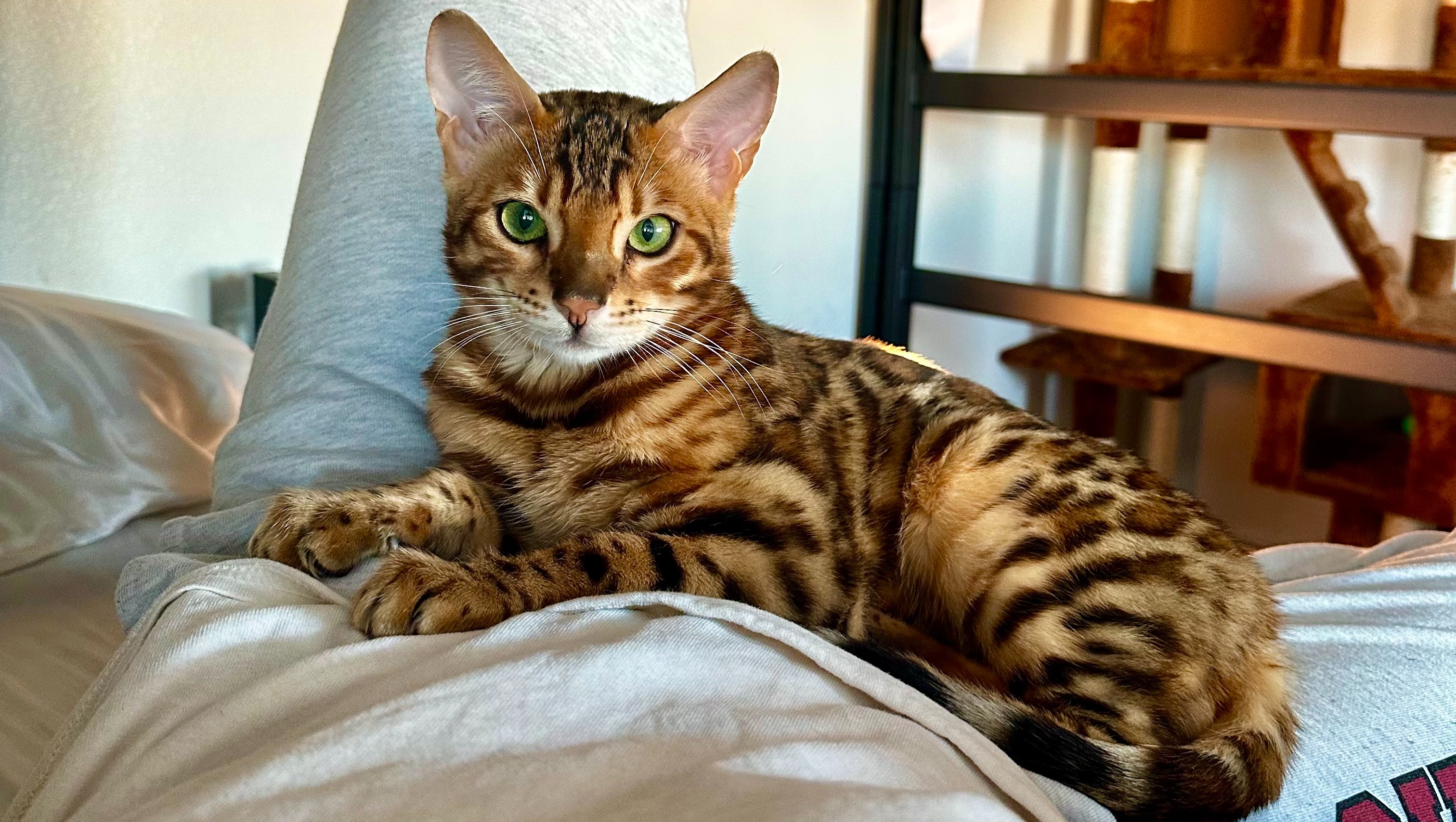 Fundraiser by Sydney Brown : Simba Needs Surgery!