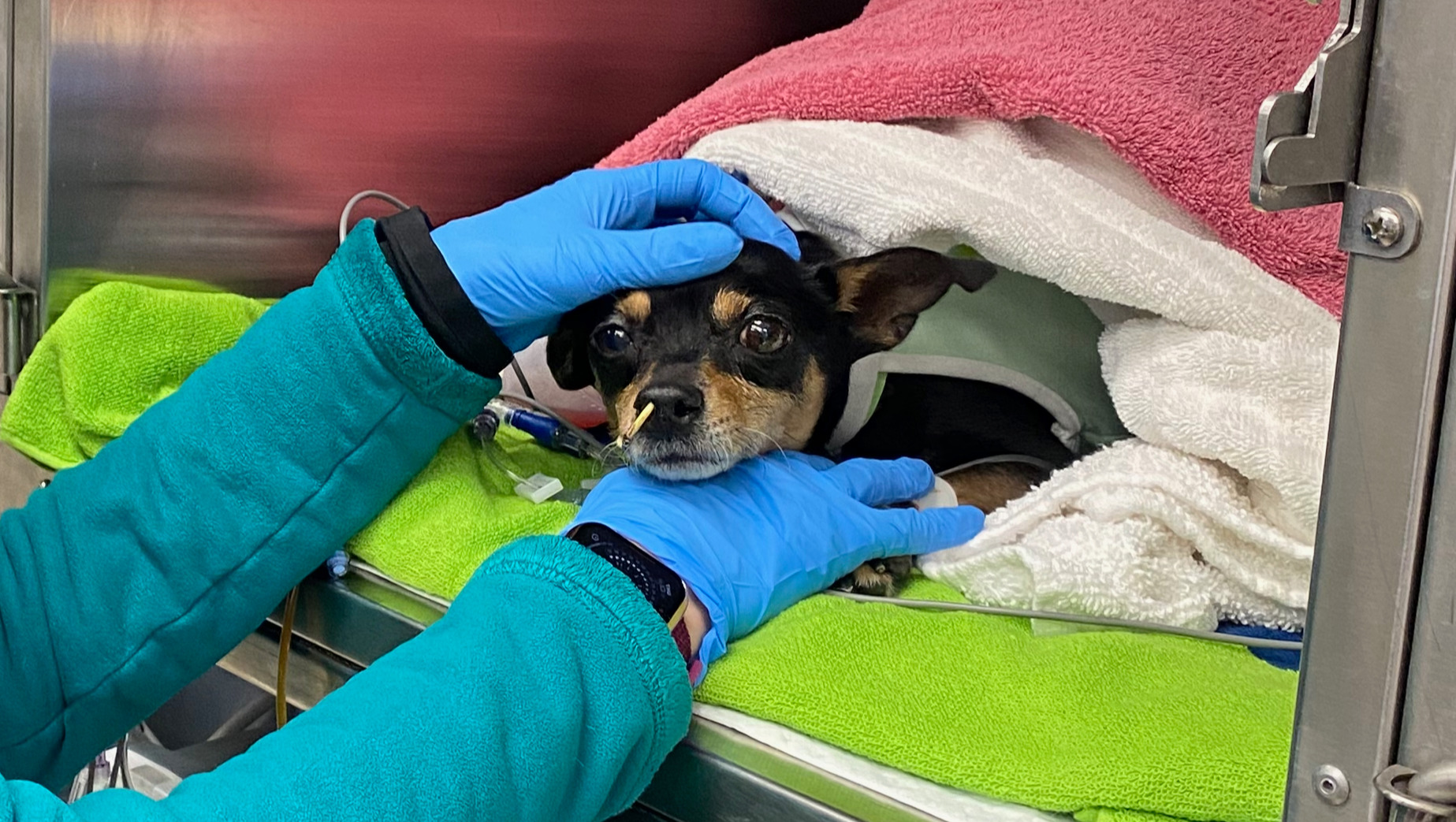 Fundraiser for Danielle Rosen by Janet Elsbach : Help Dani help Charlie ...