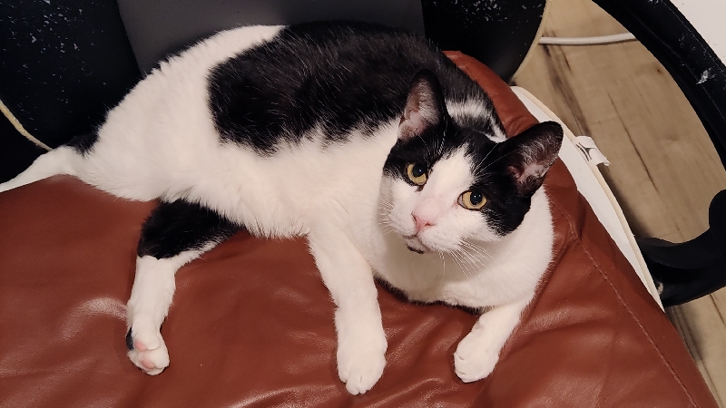 Fundraiser by Rowan Dunning : Help Garfunkle Pay His Bills