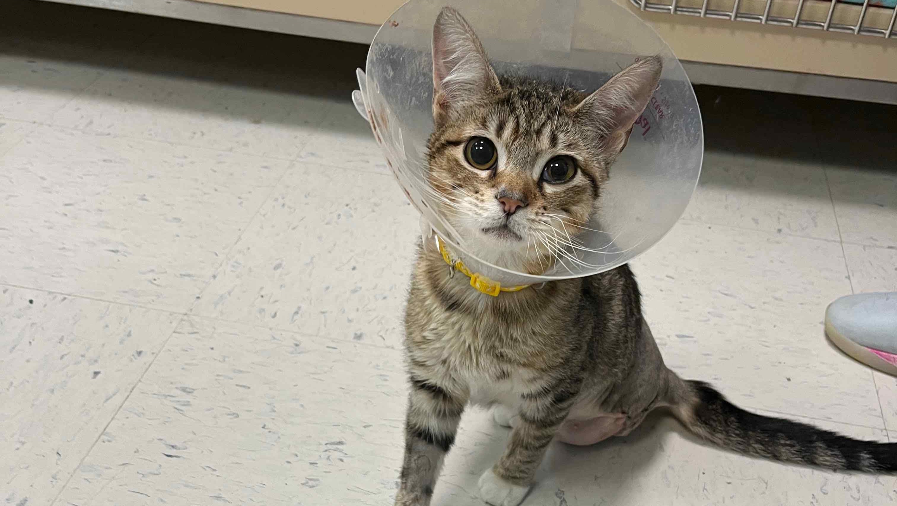 Fundraiser by Adrienne Keane : Misty Kitty is still fighting‍⬛