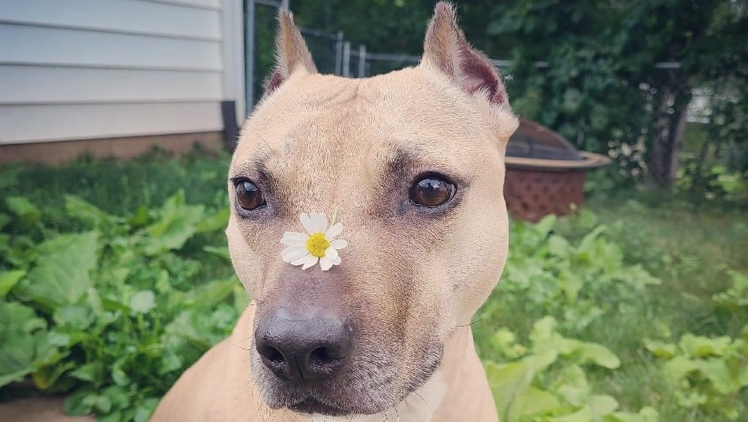 Fundraiser for Amber Kinzel by RaeLynn Warnygora : Well Wishes for Wishbone