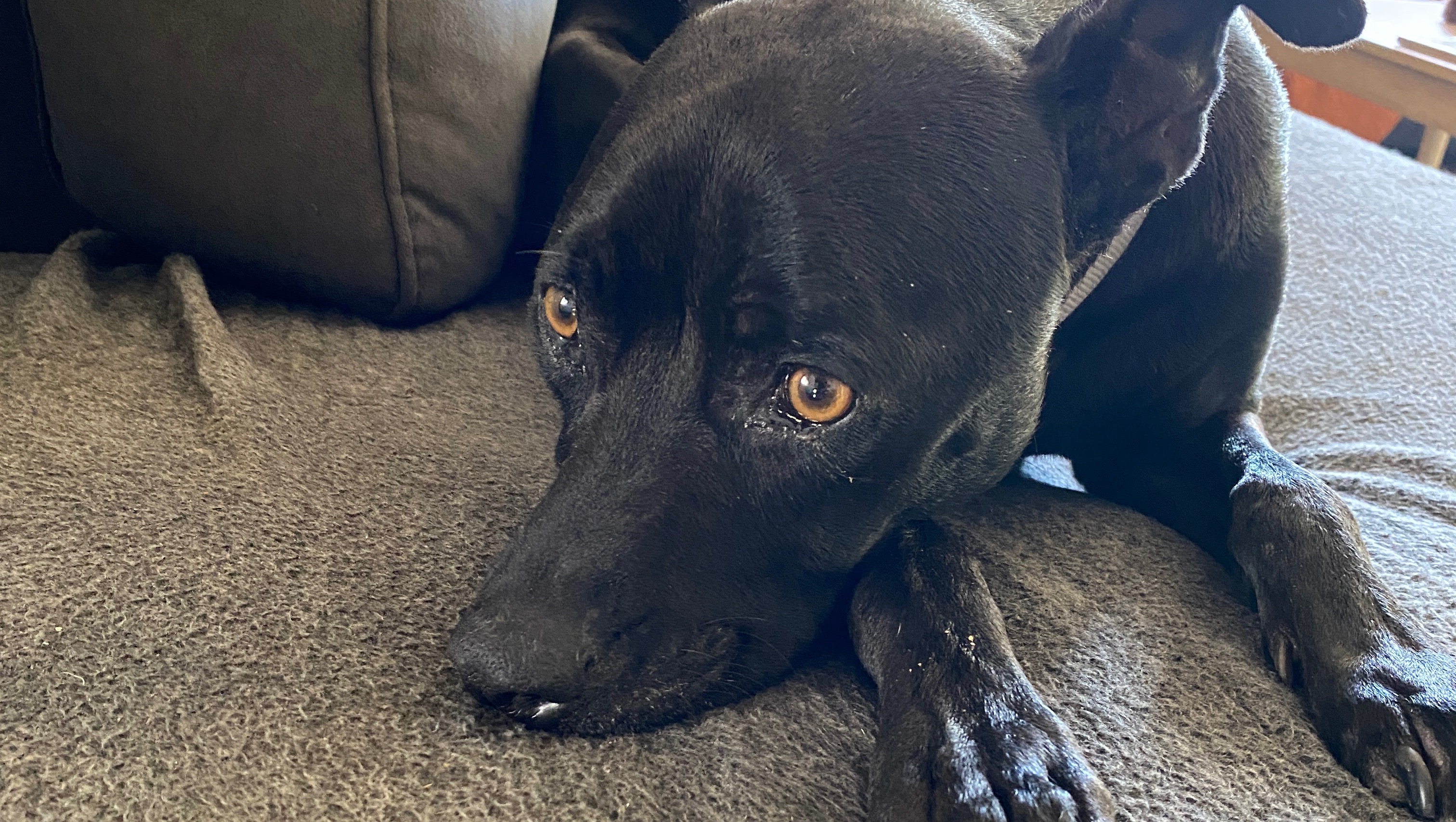 Fundraiser by Ben Dawson-Ryan : Help our dog Pepper