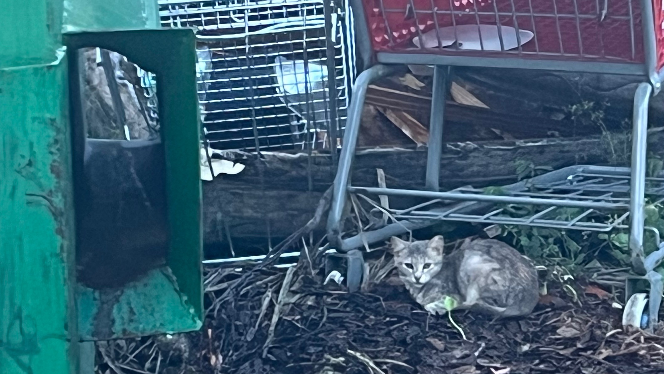 Fundraiser for Donna Scala by Nicole Pelt : The Veterans Kitten House ...