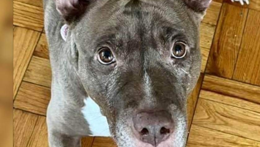 Fundraiser for Solon Phillips by Adia Washington : #JUSTICE4MARLEY